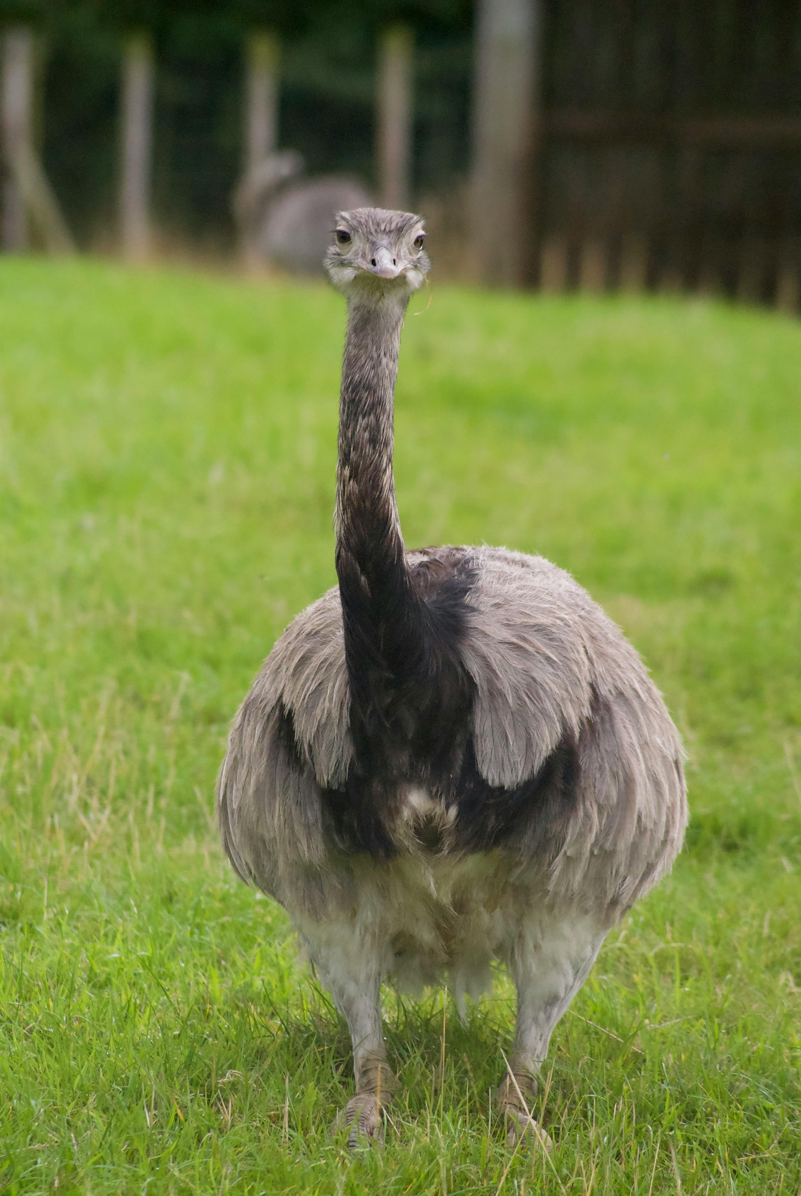 Photo of an Ostrich · Free Stock Photo