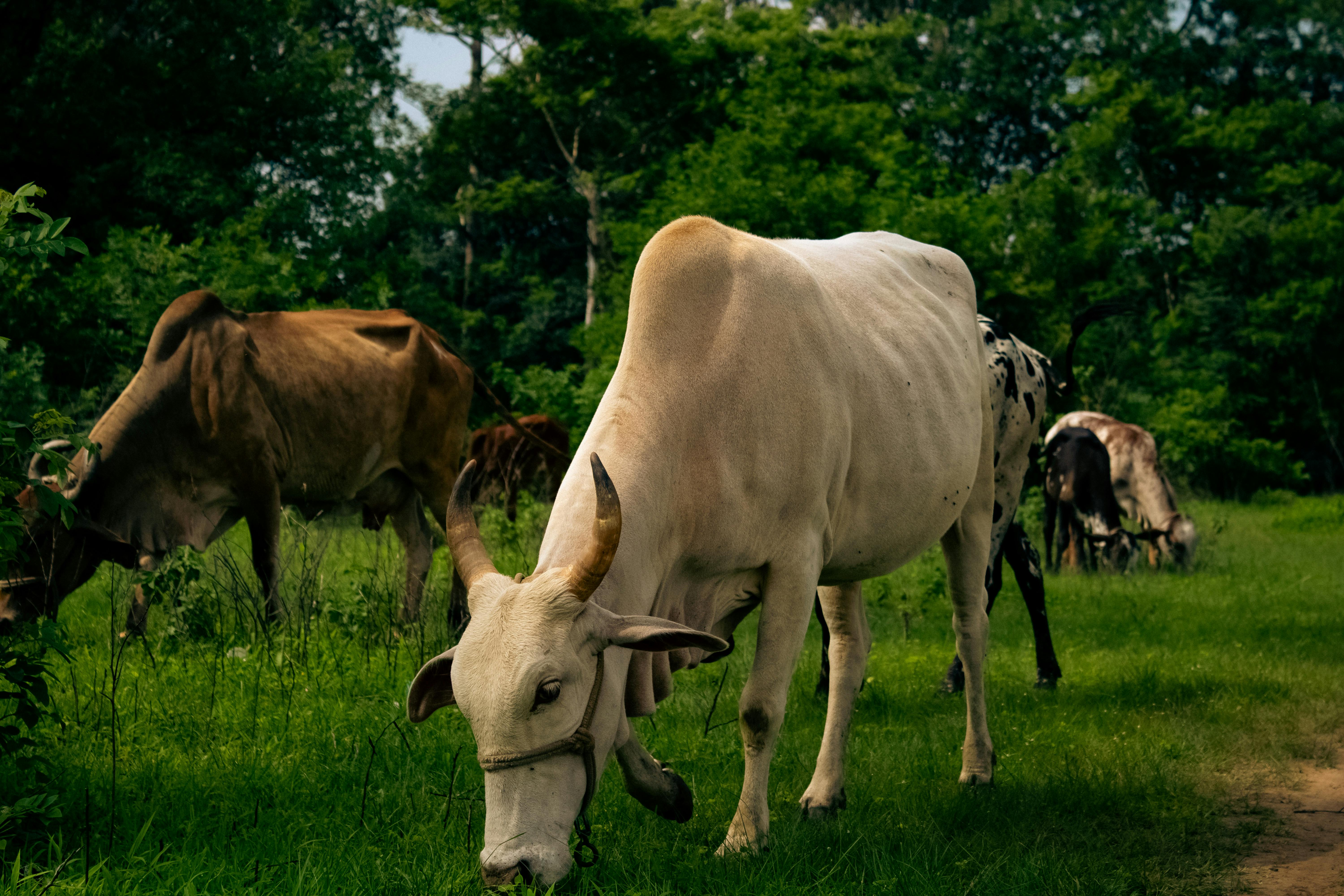 White Cow on Green Grass Field · Free Stock Photo