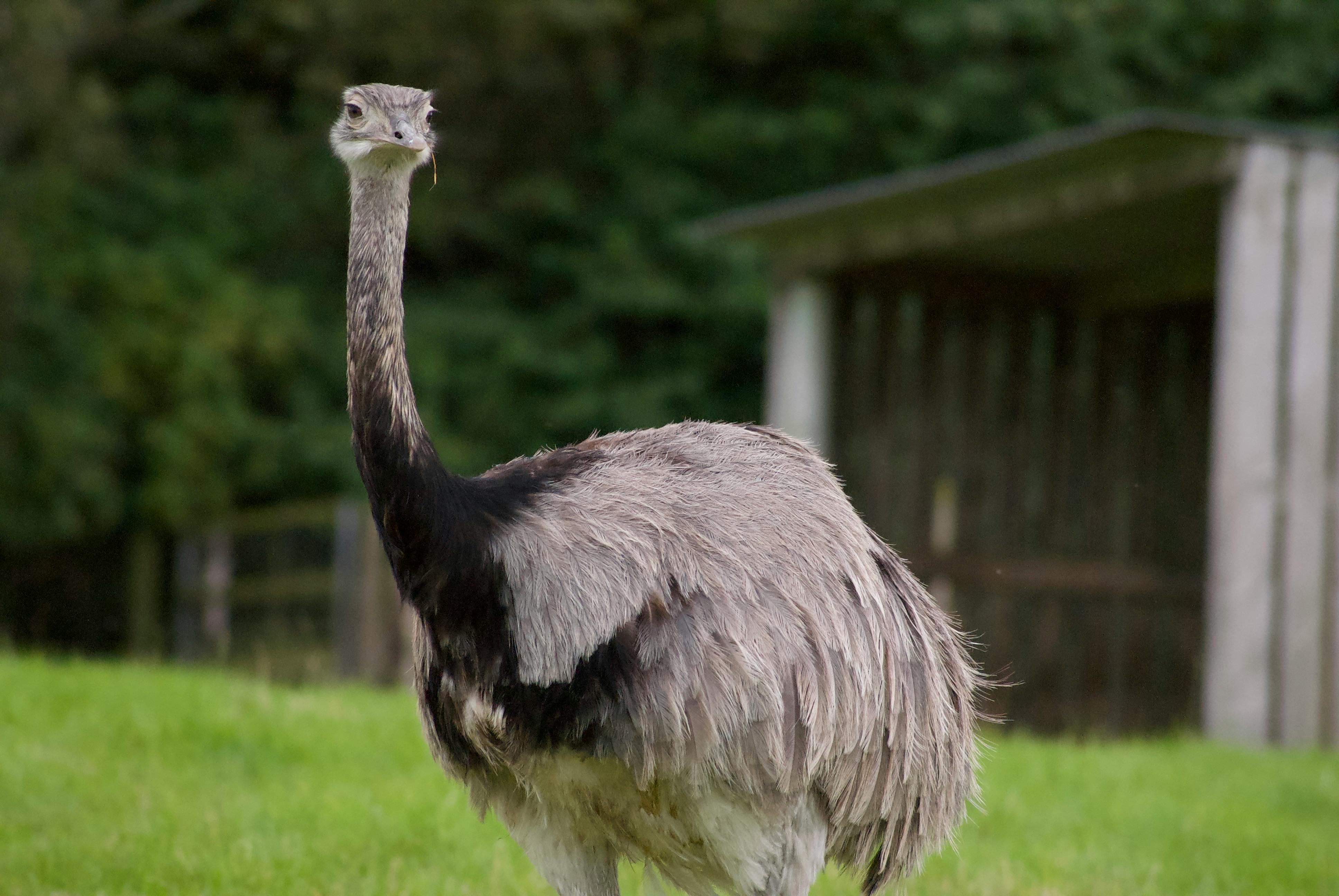 Gray Ostrich on the Grass Field · Free Stock Photo