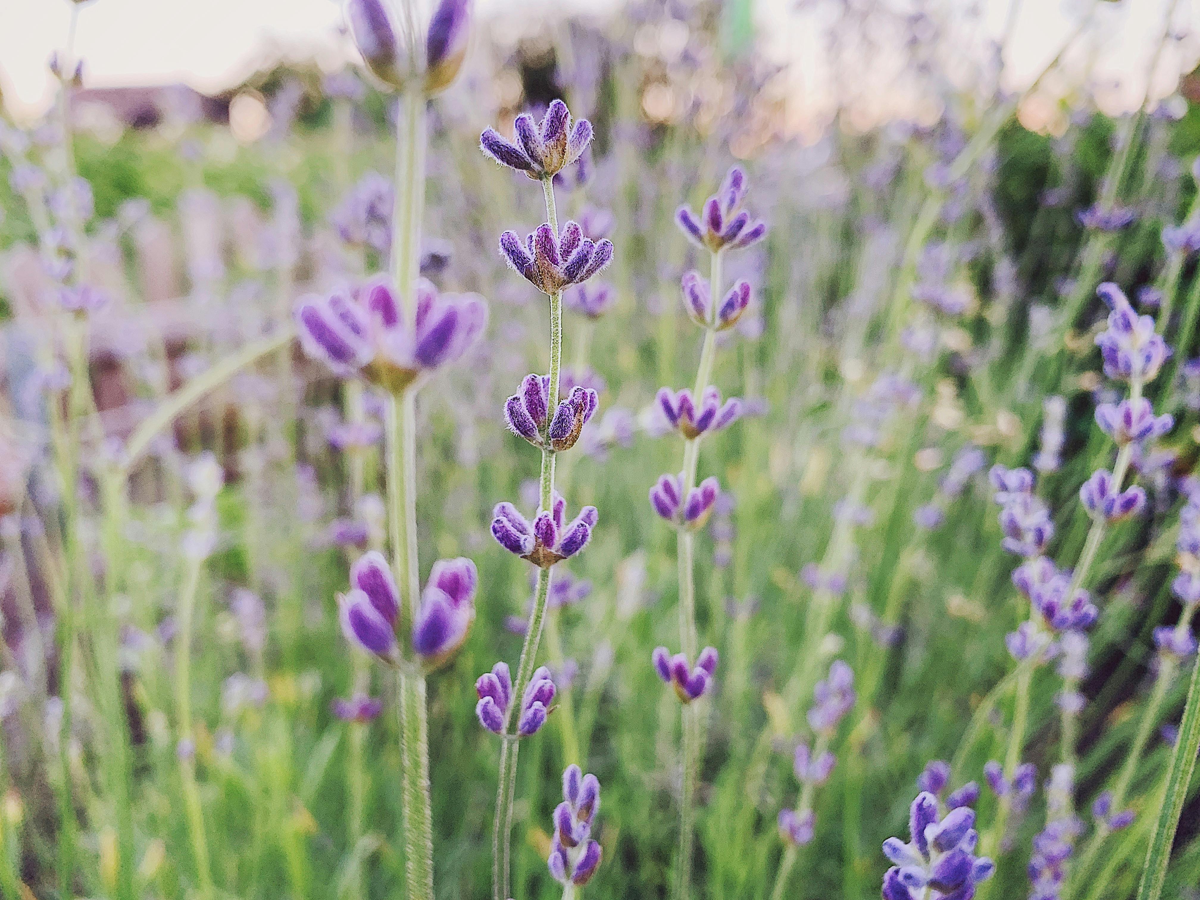 Violet Shift Photos, Download The BEST Free Violet Shift Stock Photos ...