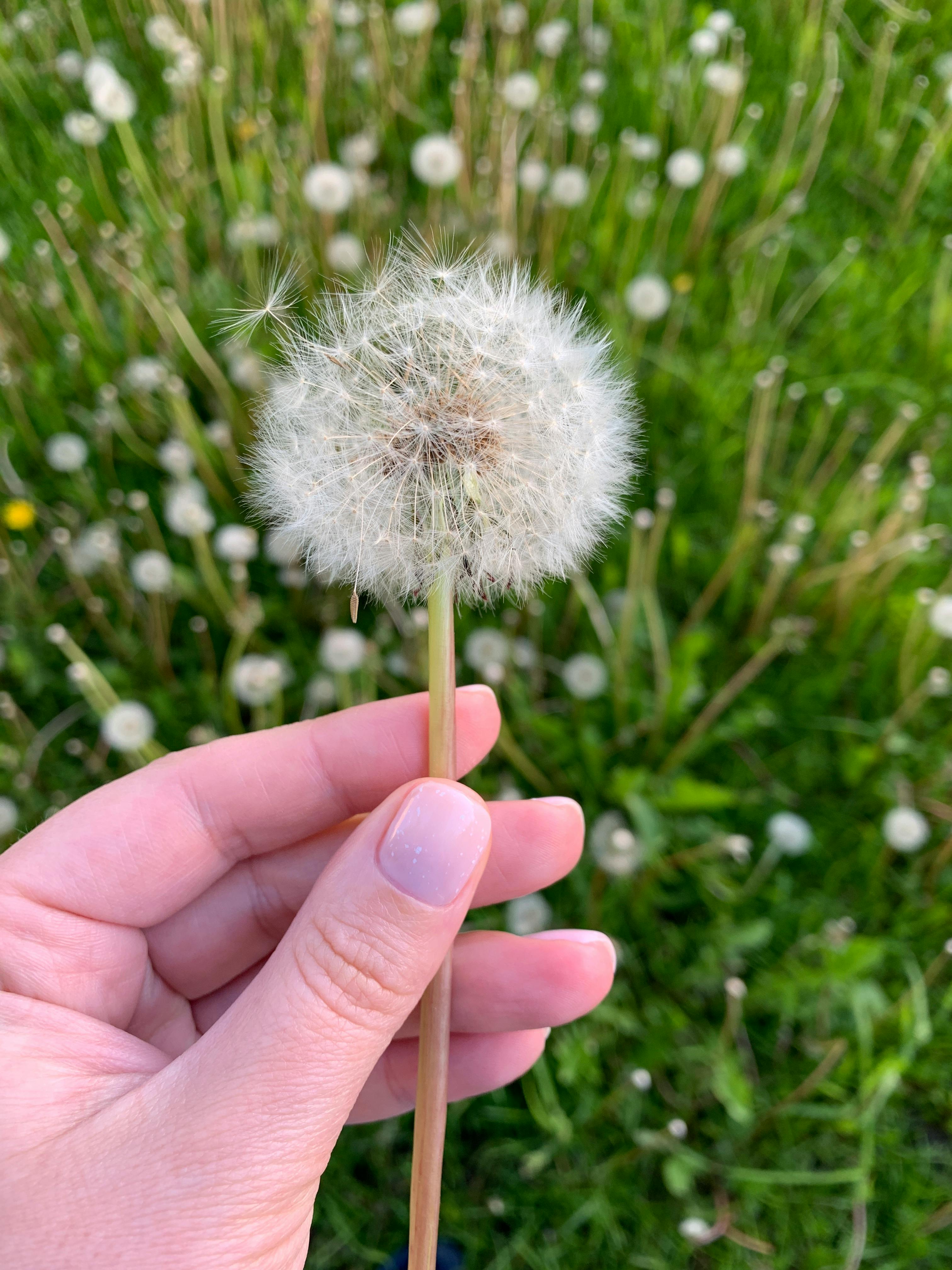 Hand Holding Dandelion Flower · Free Stock Photo