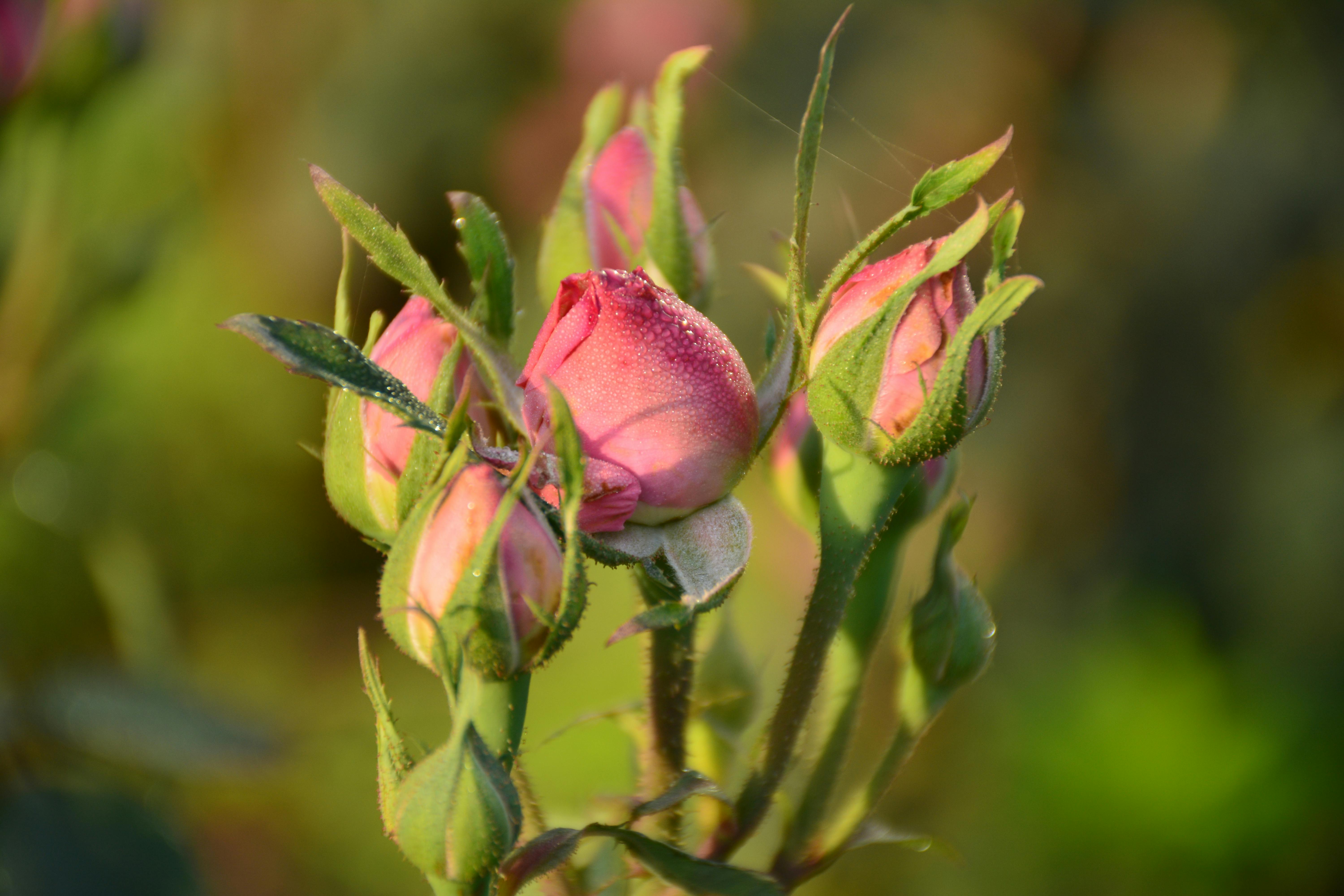 Rose Flower · Pexels