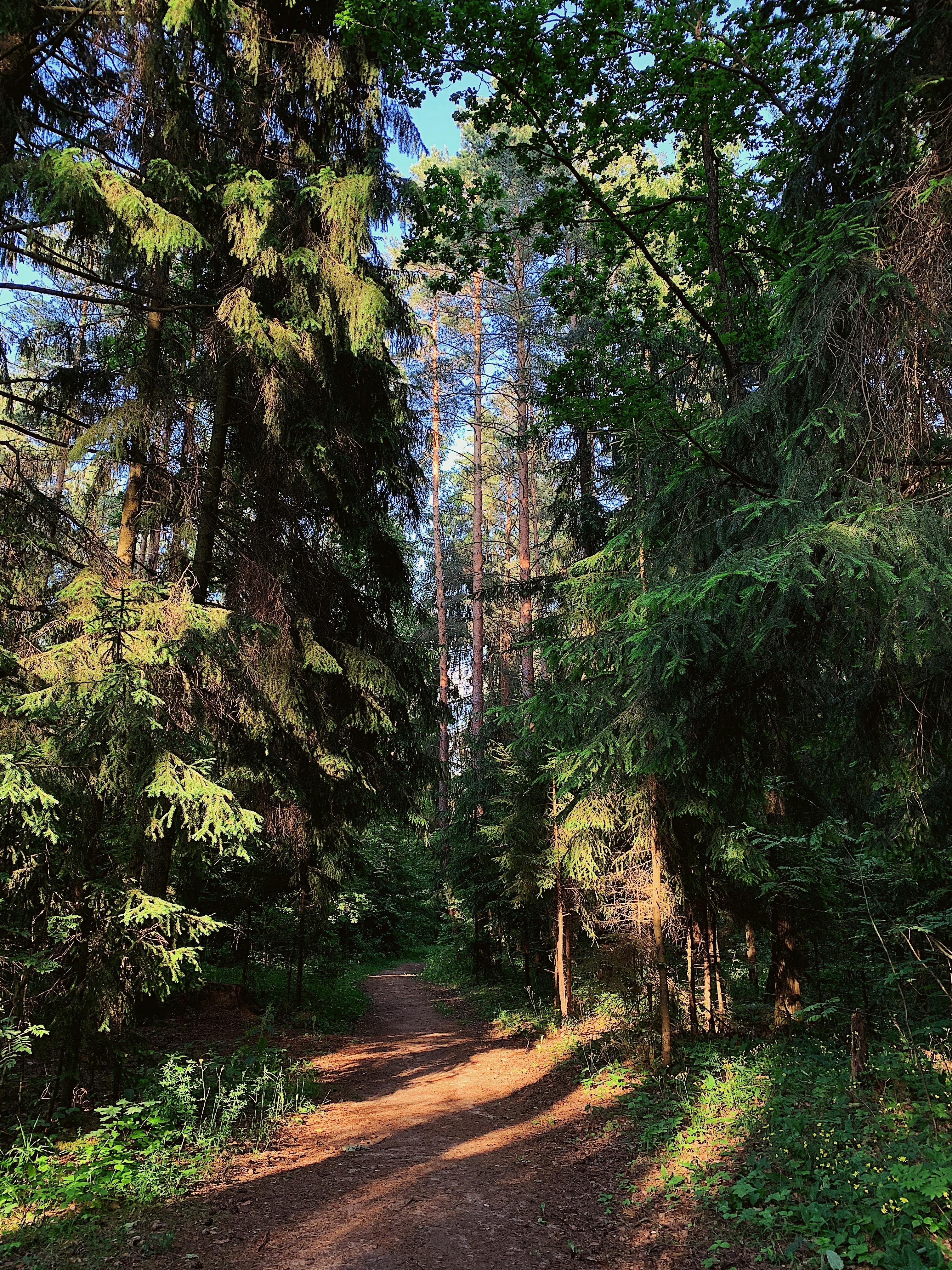 A Path in the Middle of the Forest · Free Stock Photo