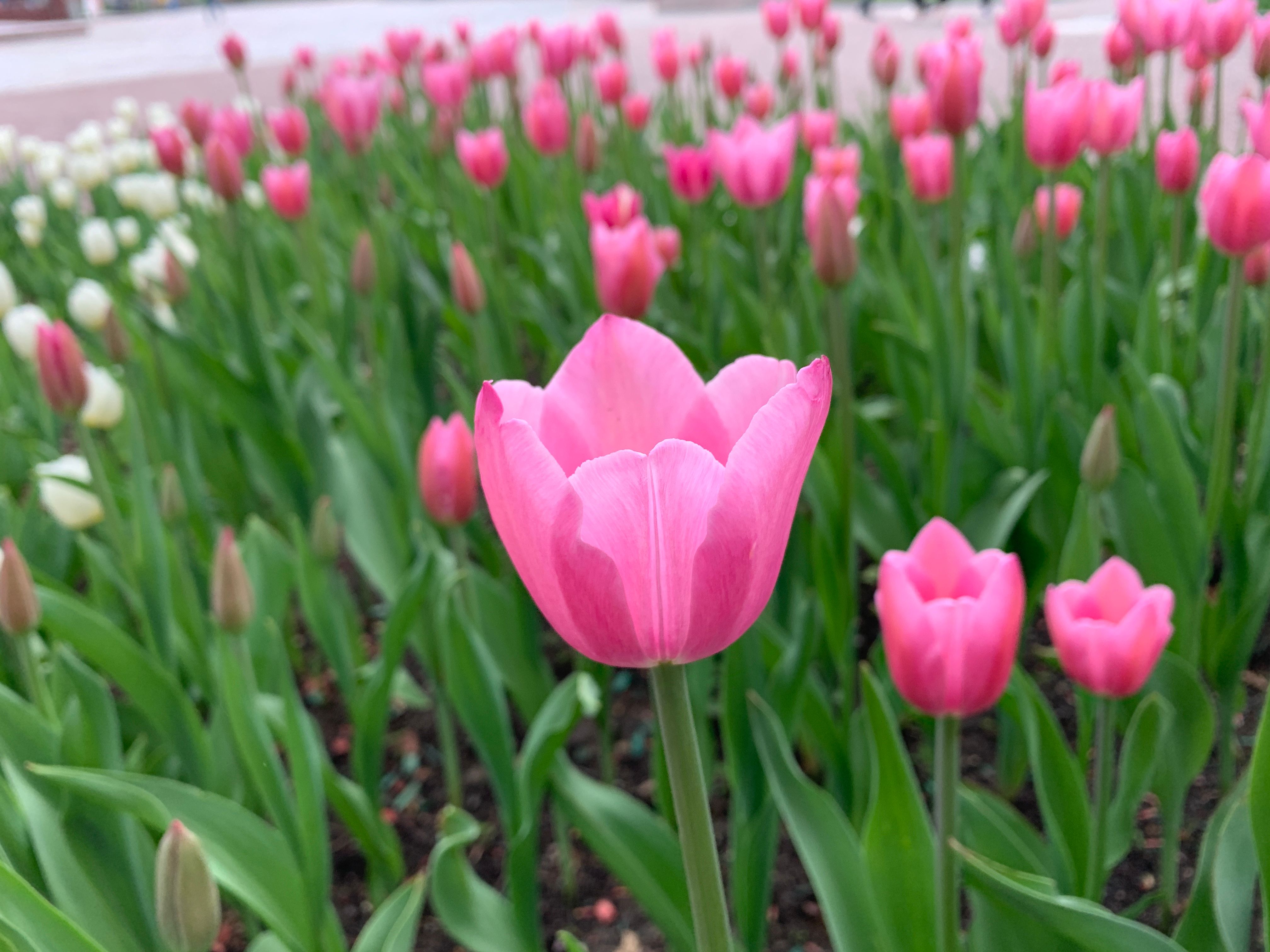 Close-Up Shot of a Tulip · Free Stock Photo