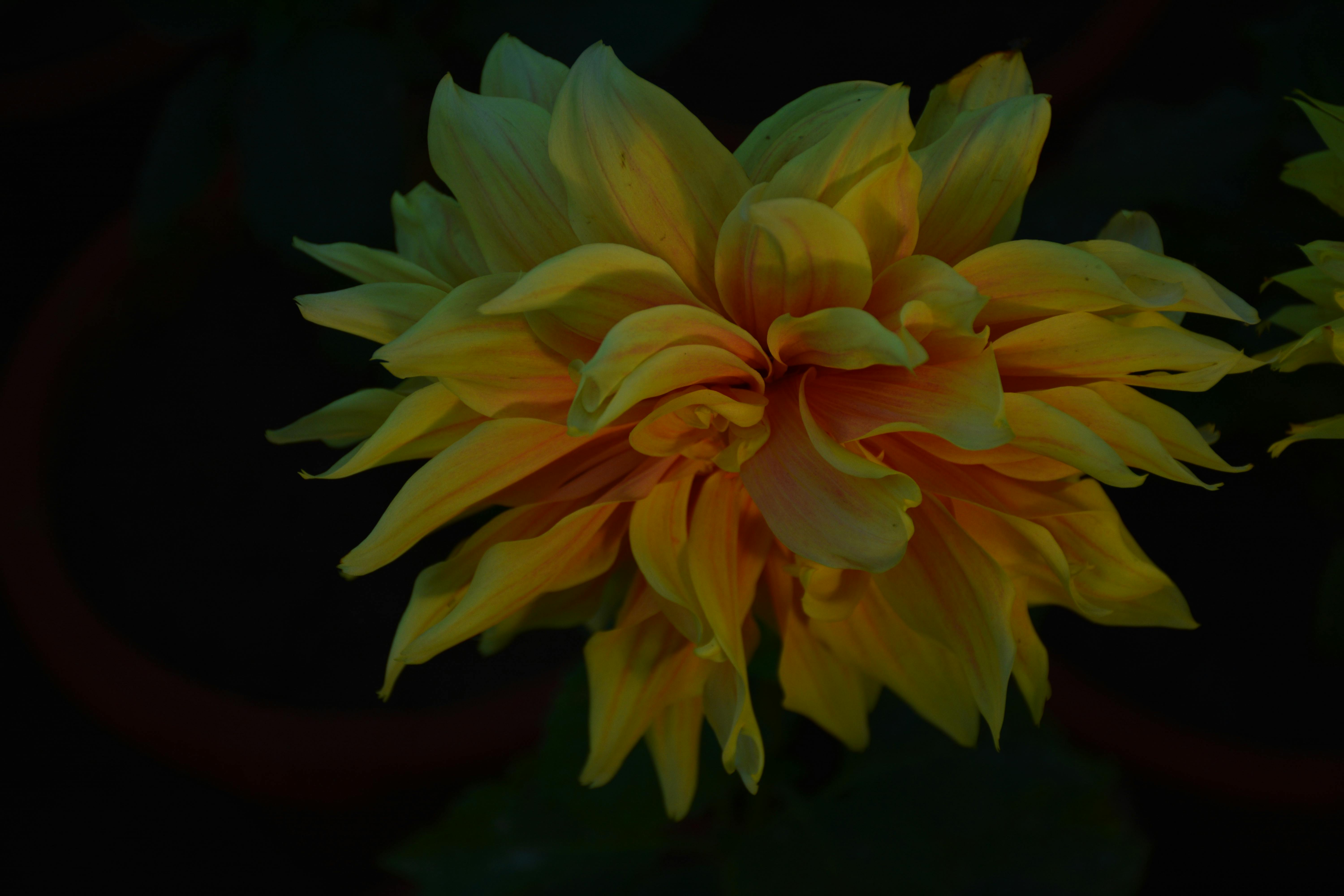 Free stock photo of golden yellow, Good Morning, morning glory