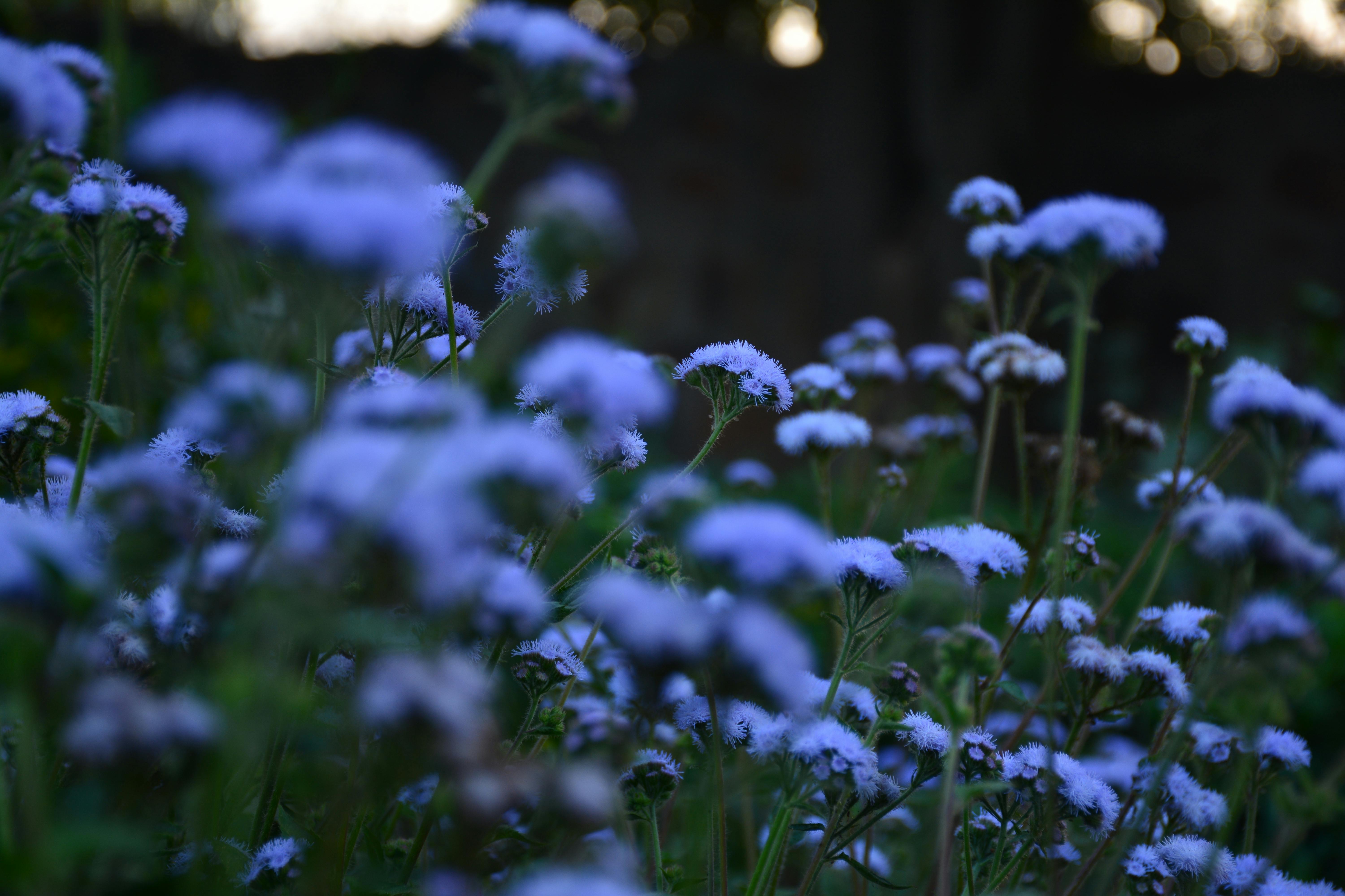 Echinops Plants 3 Photos & Videos Collected by DesignStrive Studio