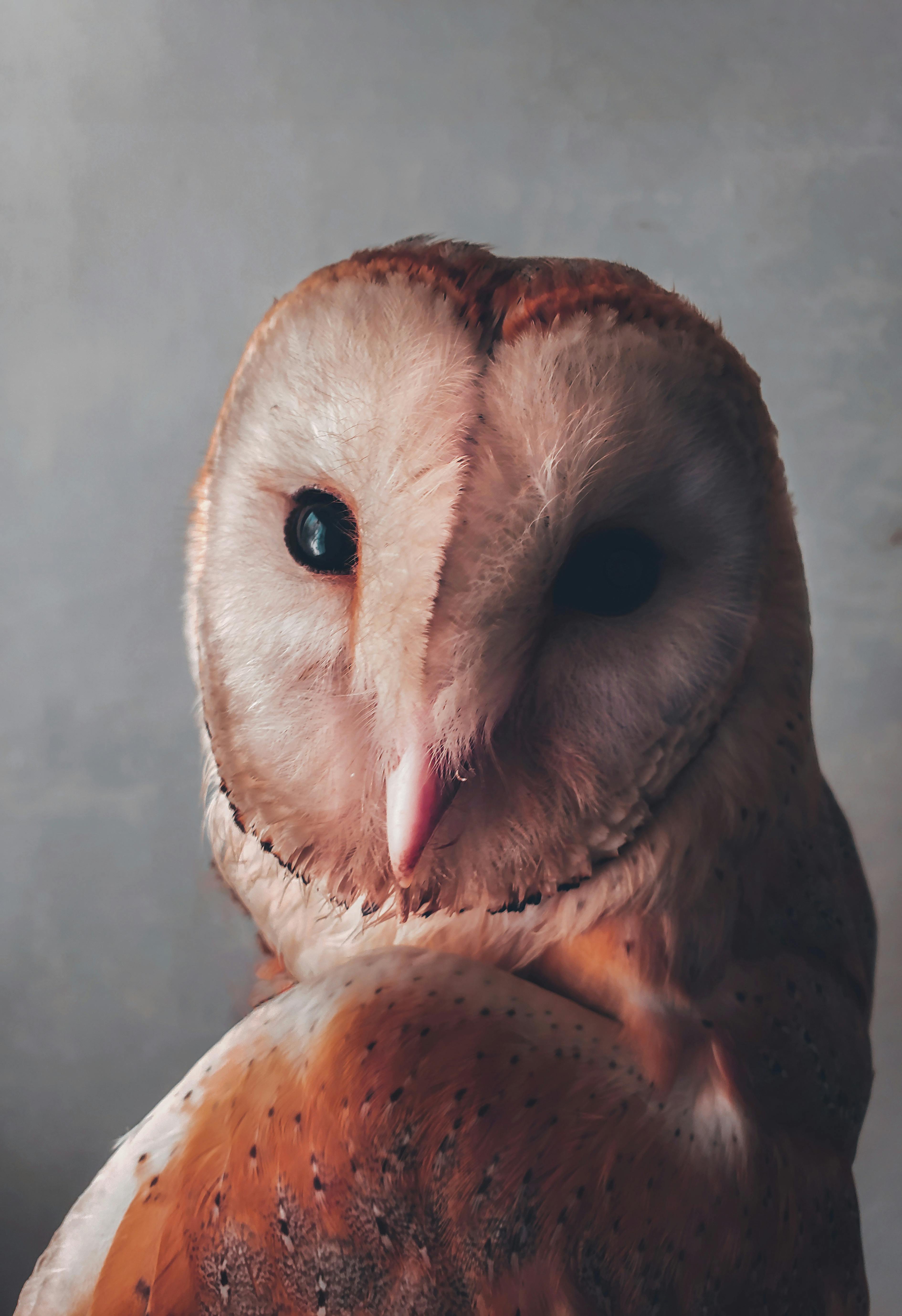 Close-up Photo of Owl with One Eye Open · Free Stock Photo