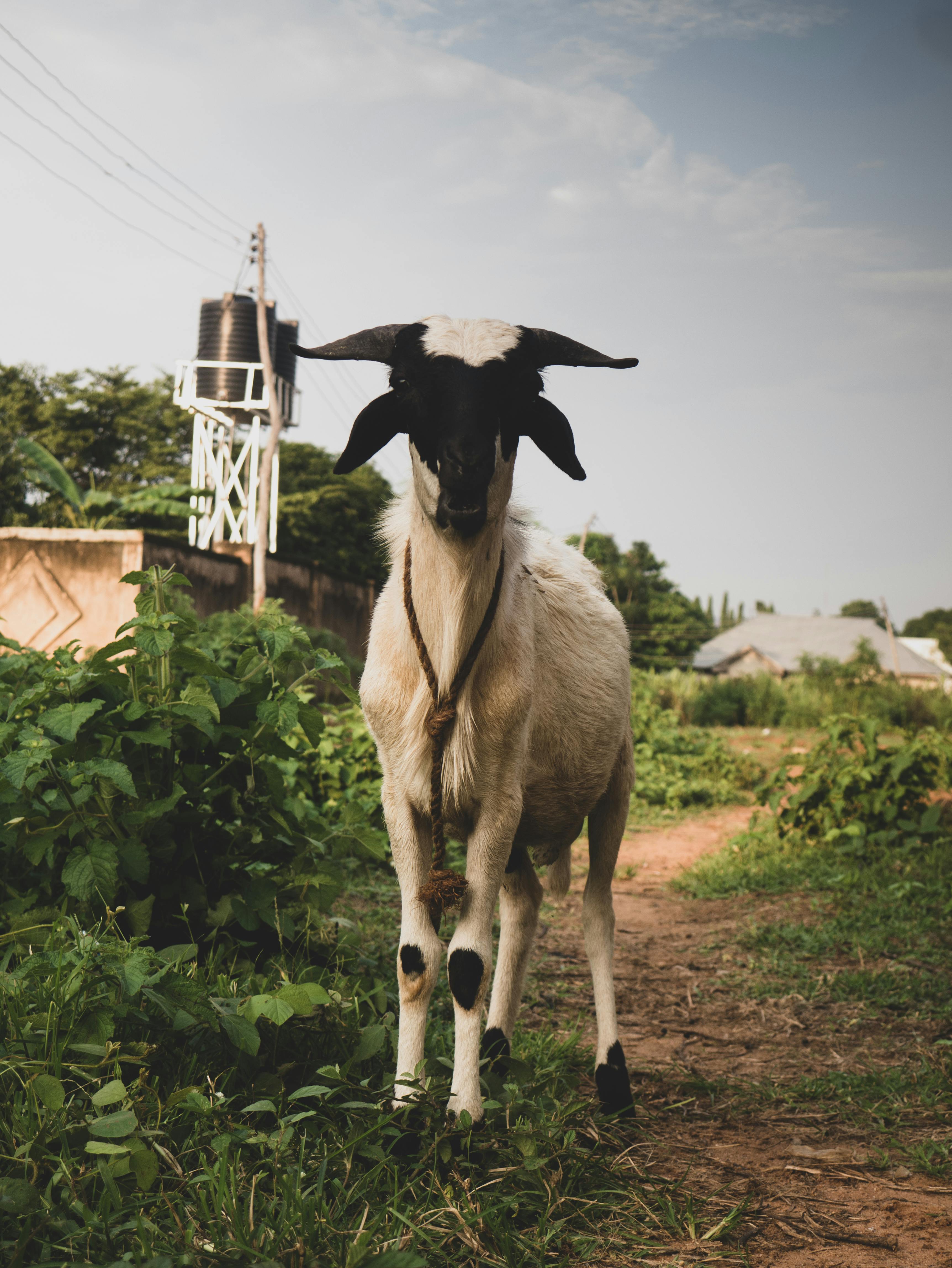 A Goat with Leash in a Farm · Free Stock Photo