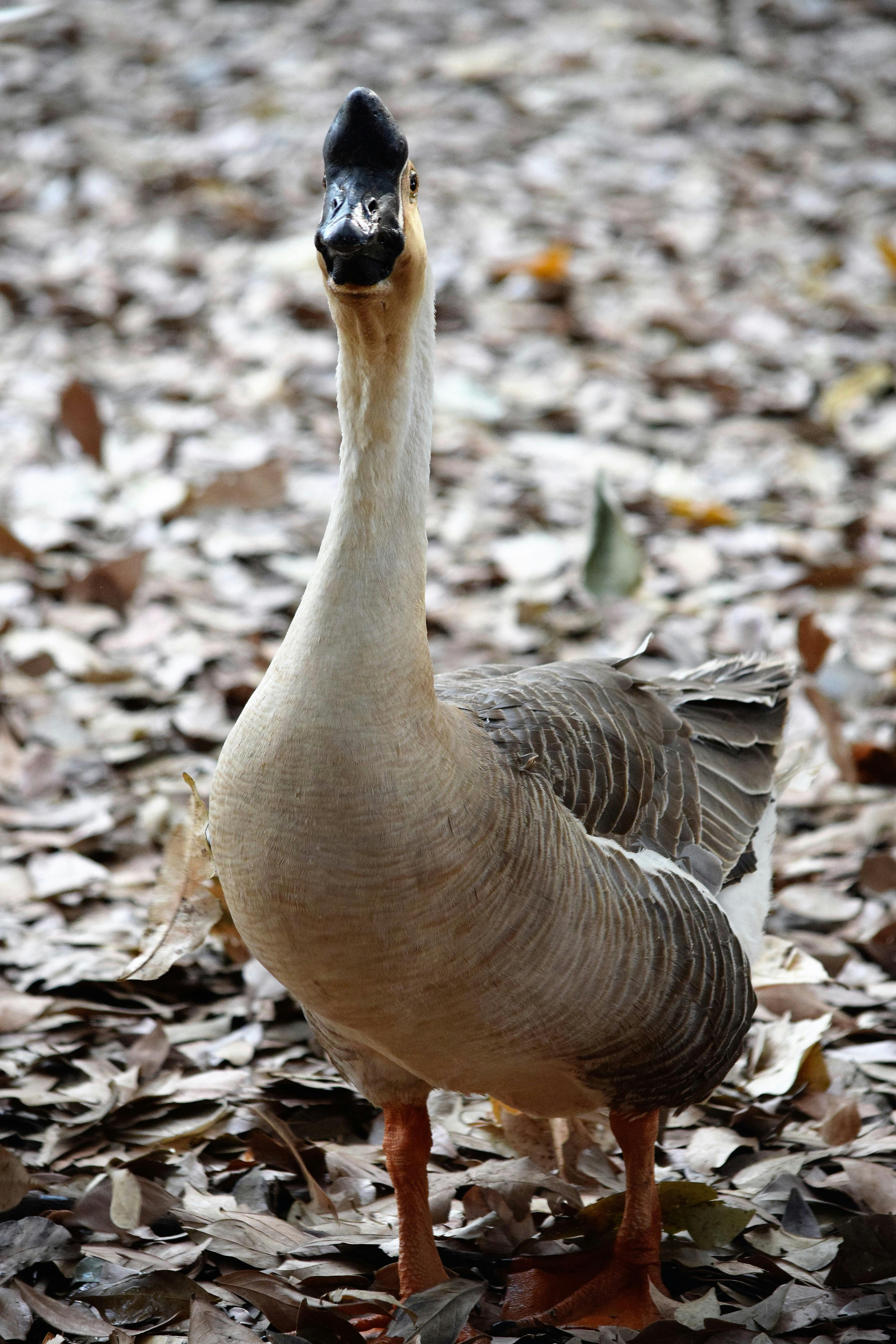 A Goose on Fallen Leaves · Free Stock Photo