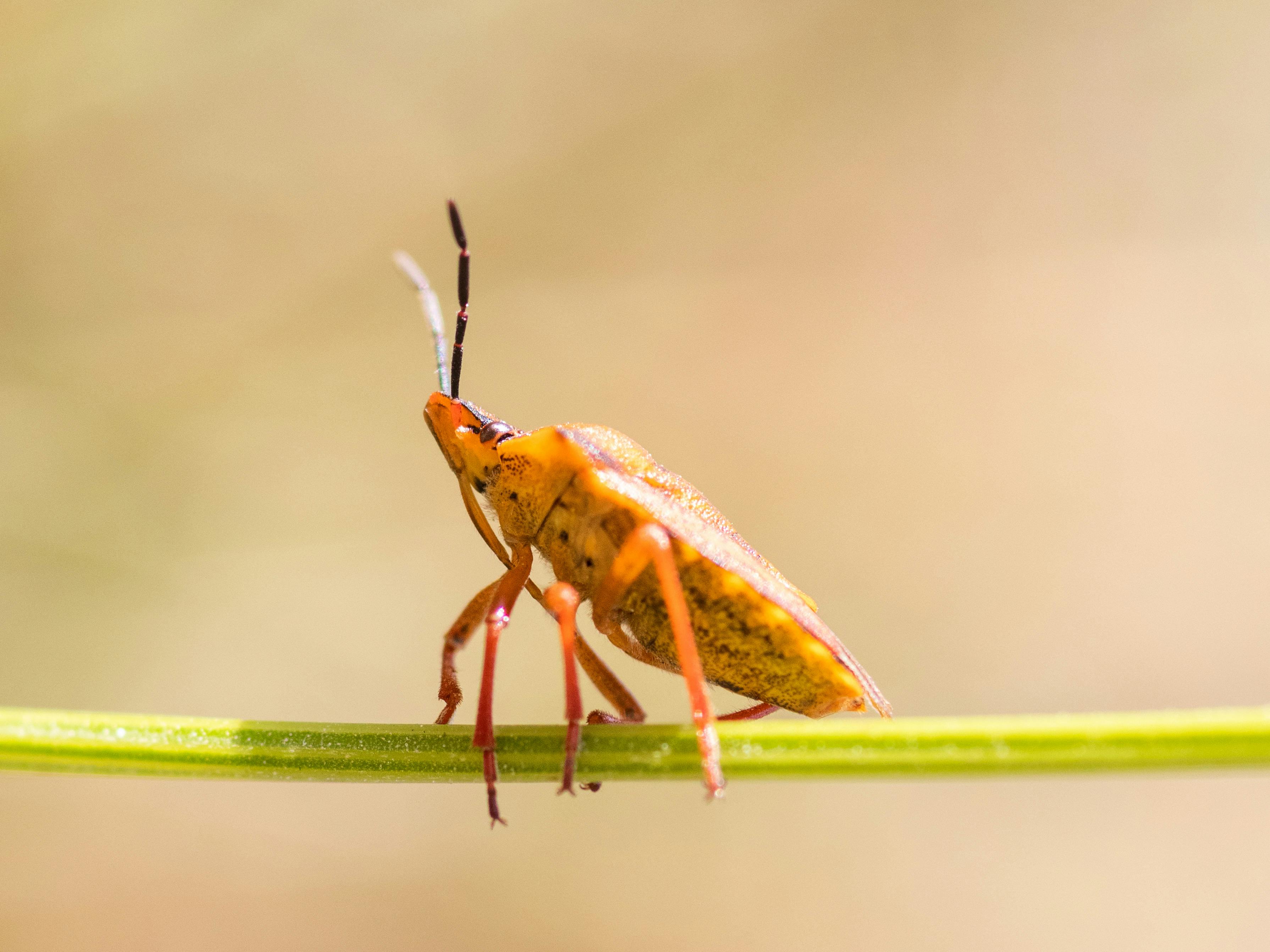 Insect with Antennas · Free Stock Photo