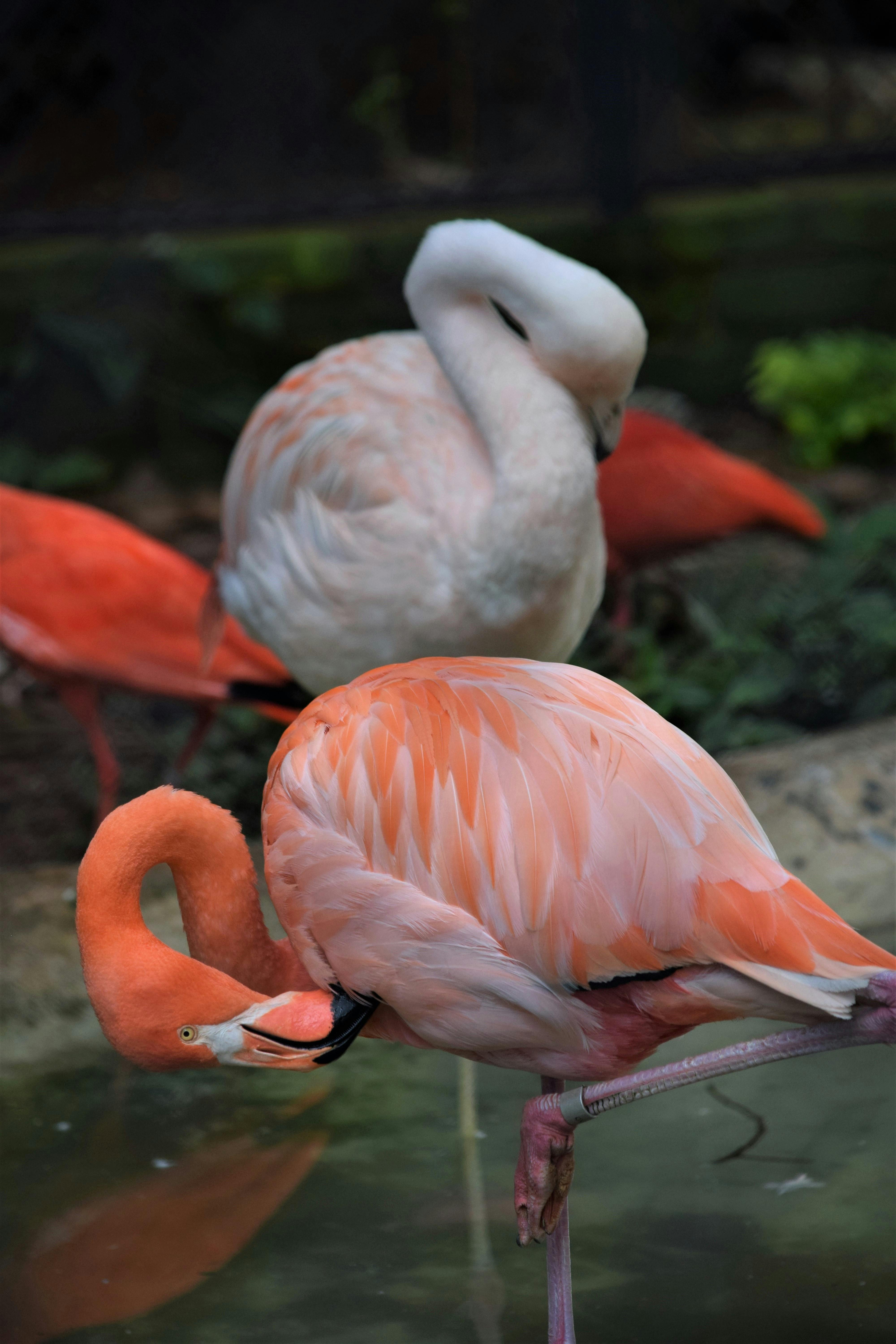 Photo of Two Chilean Flamingo · Free Stock Photo