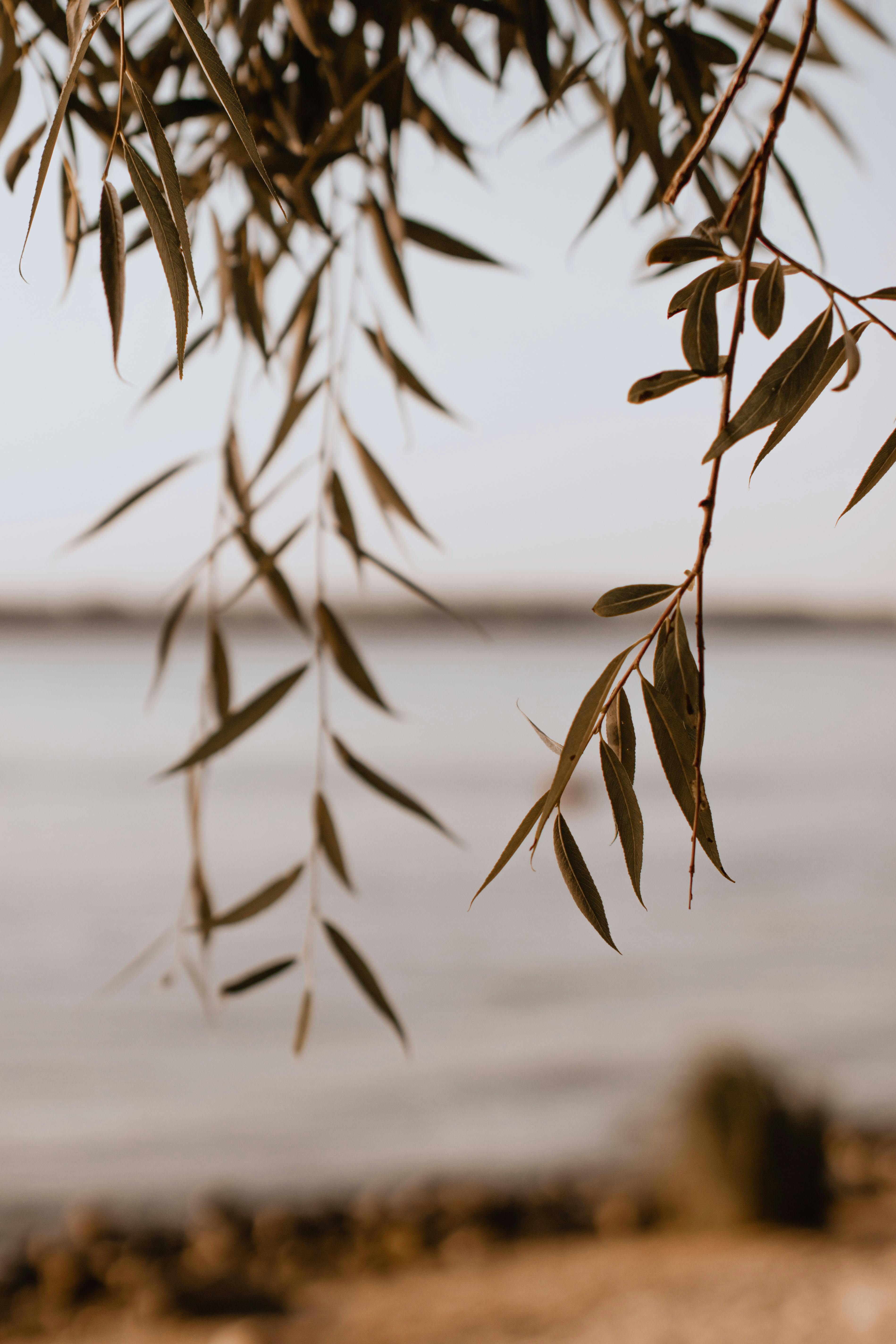 Weeping Willow Tree At Sunset Photos, Download The BEST Free Weeping ...