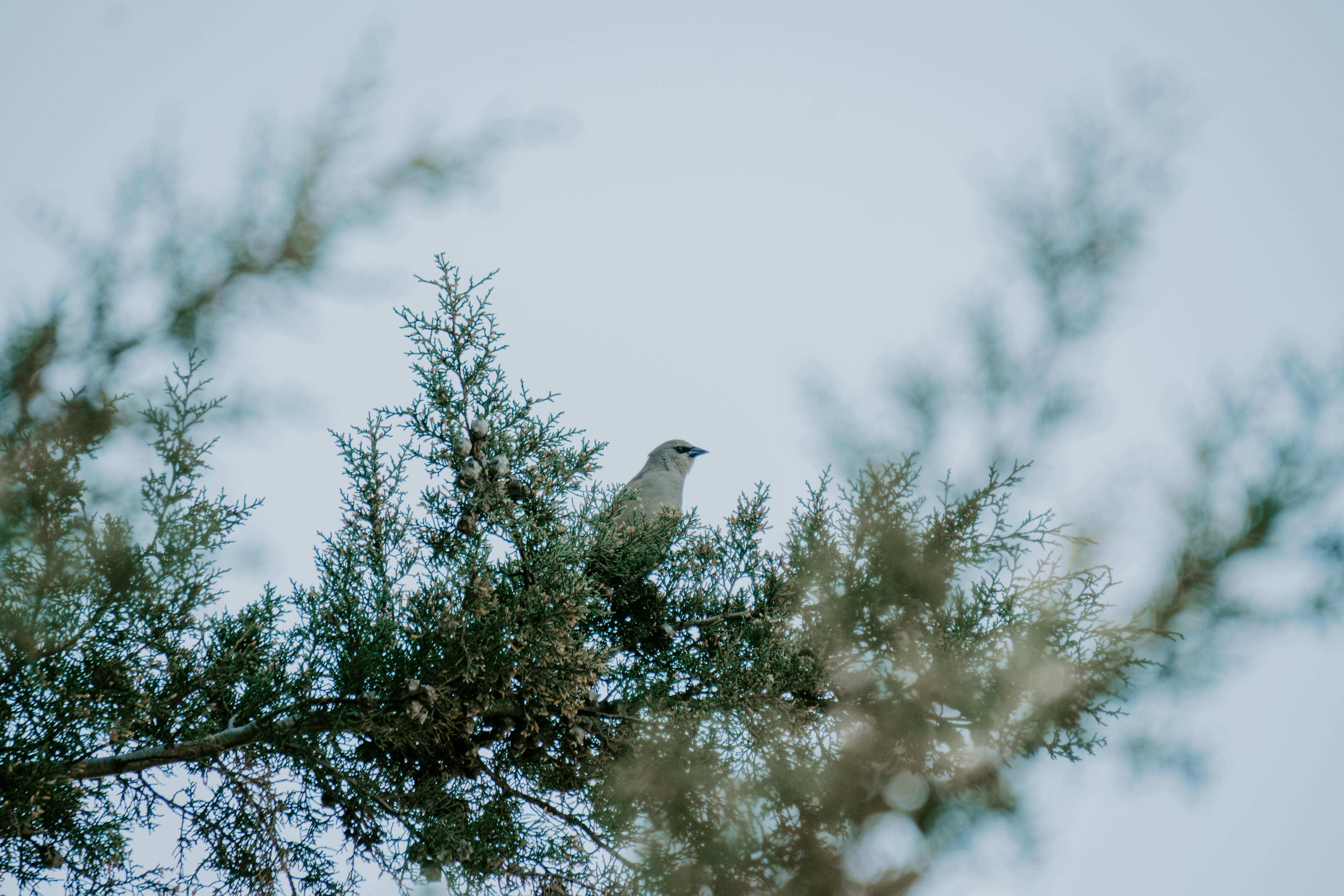 Flight Of Black Bird Above Tree · Free Stock Photo