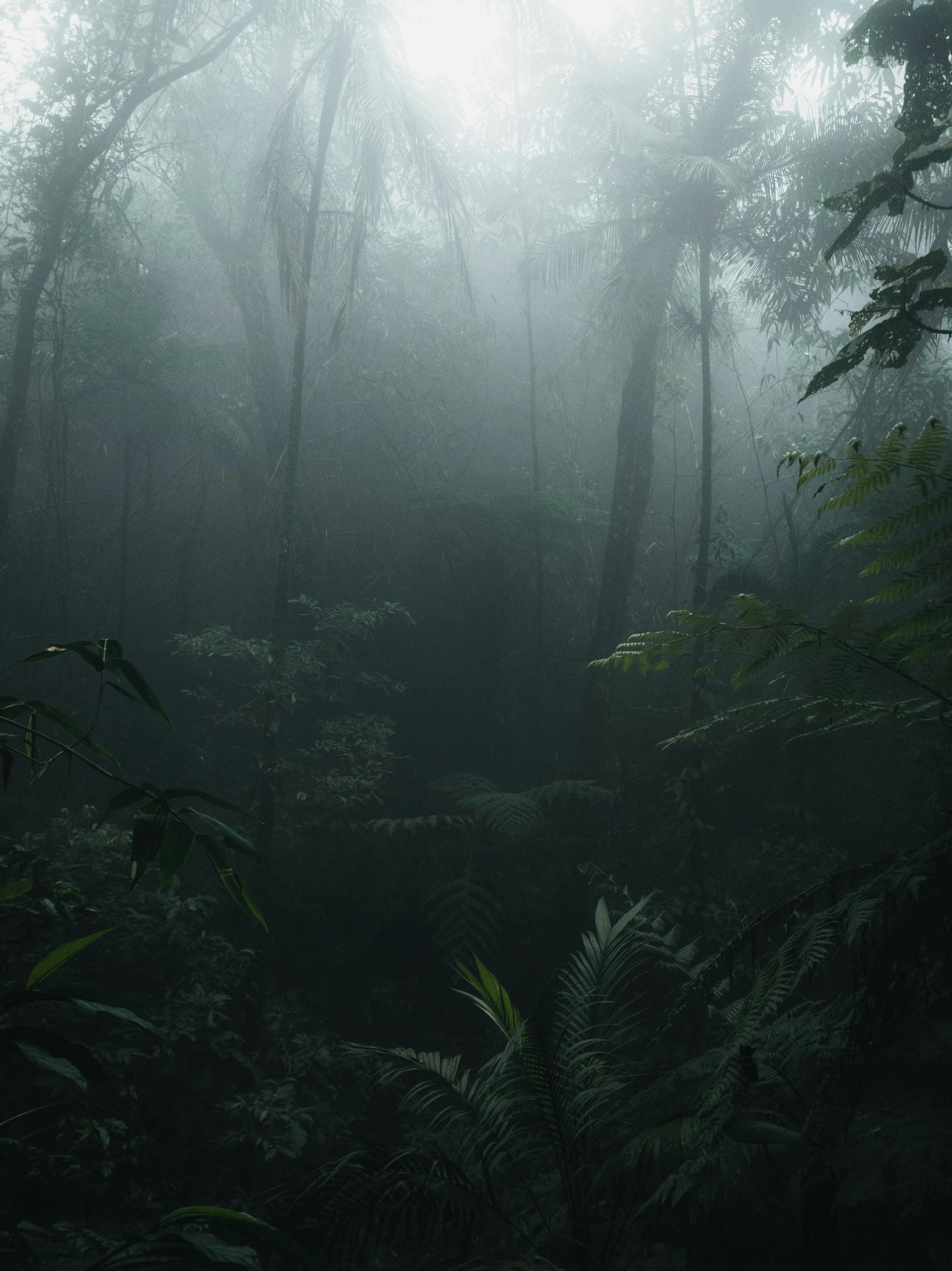 Foggy Forest · Free Stock Photo