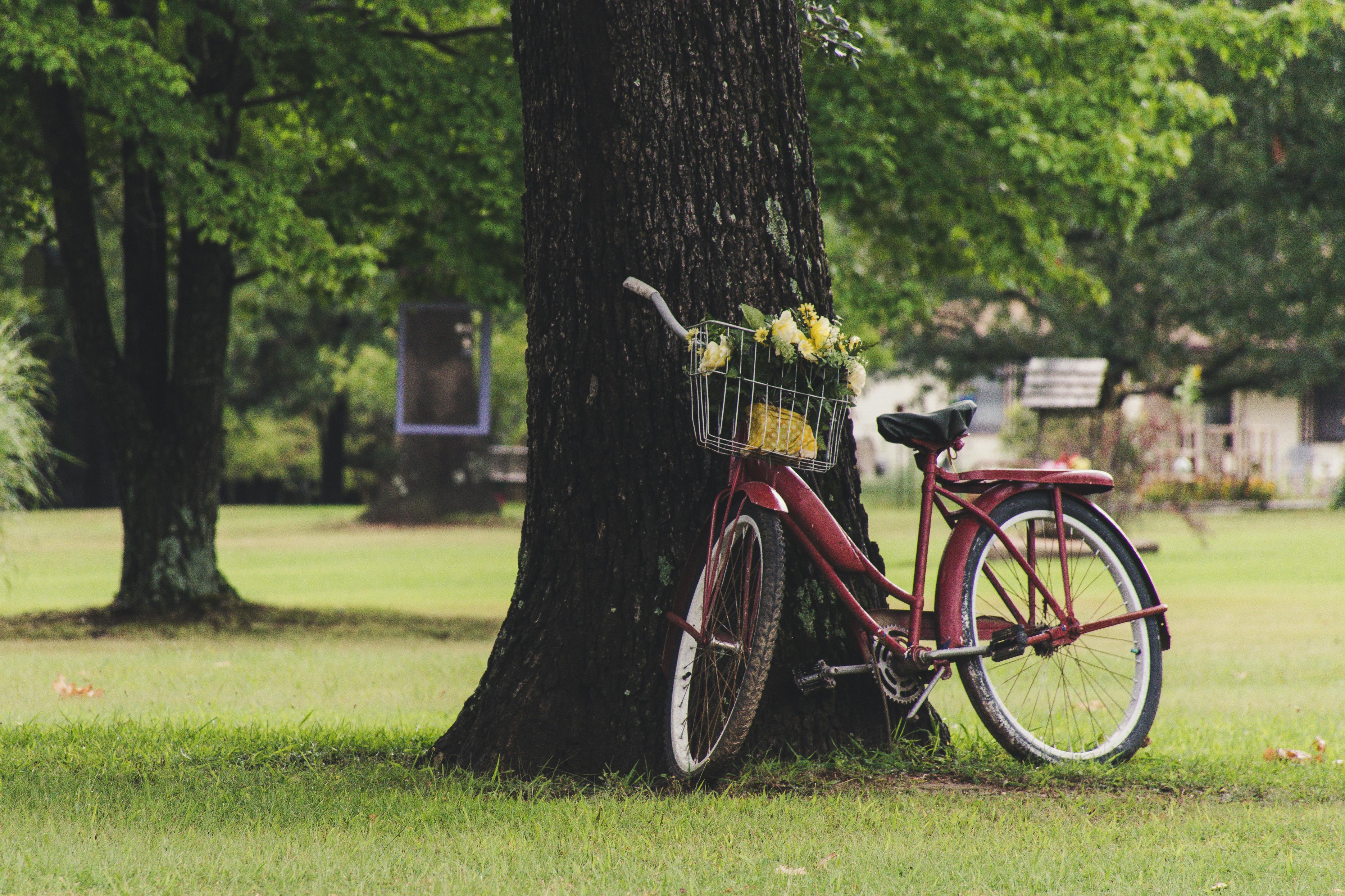 Commuter Bike Leaning on Tree · Free Stock Photo