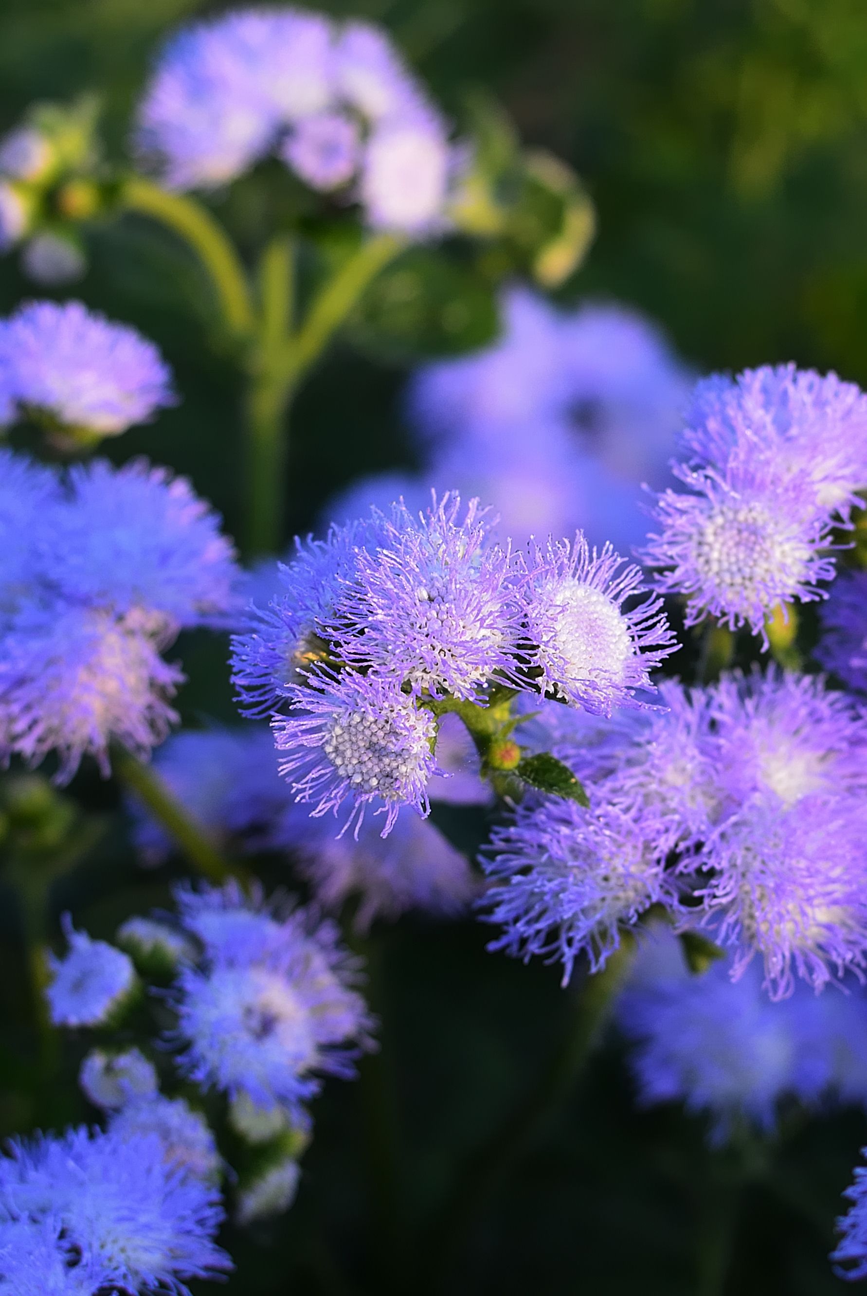Close-up Photo of Gladious Flower · Free Stock Photo