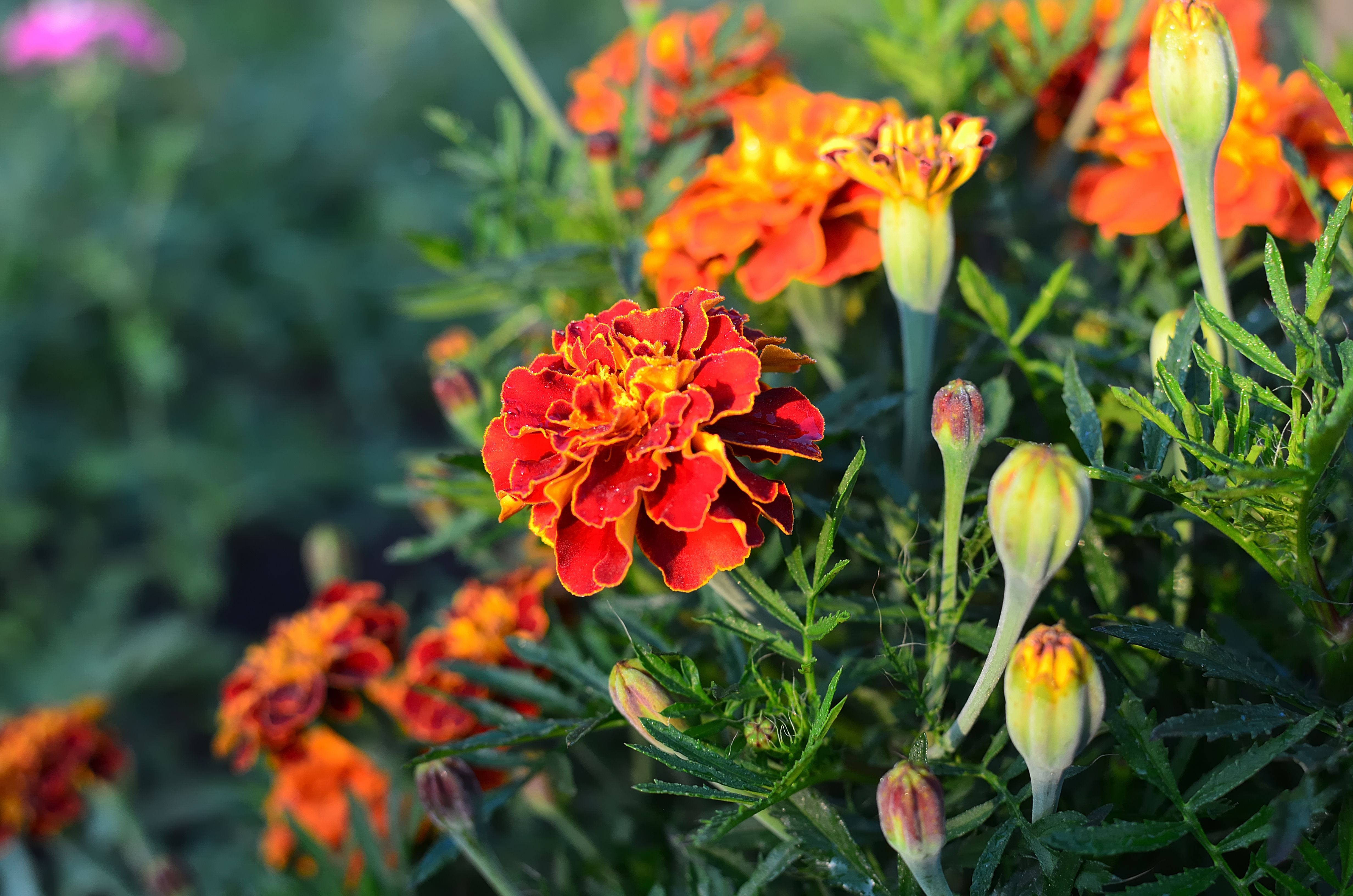 Close-up Photo of Blooming Flowers · Free Stock Photo