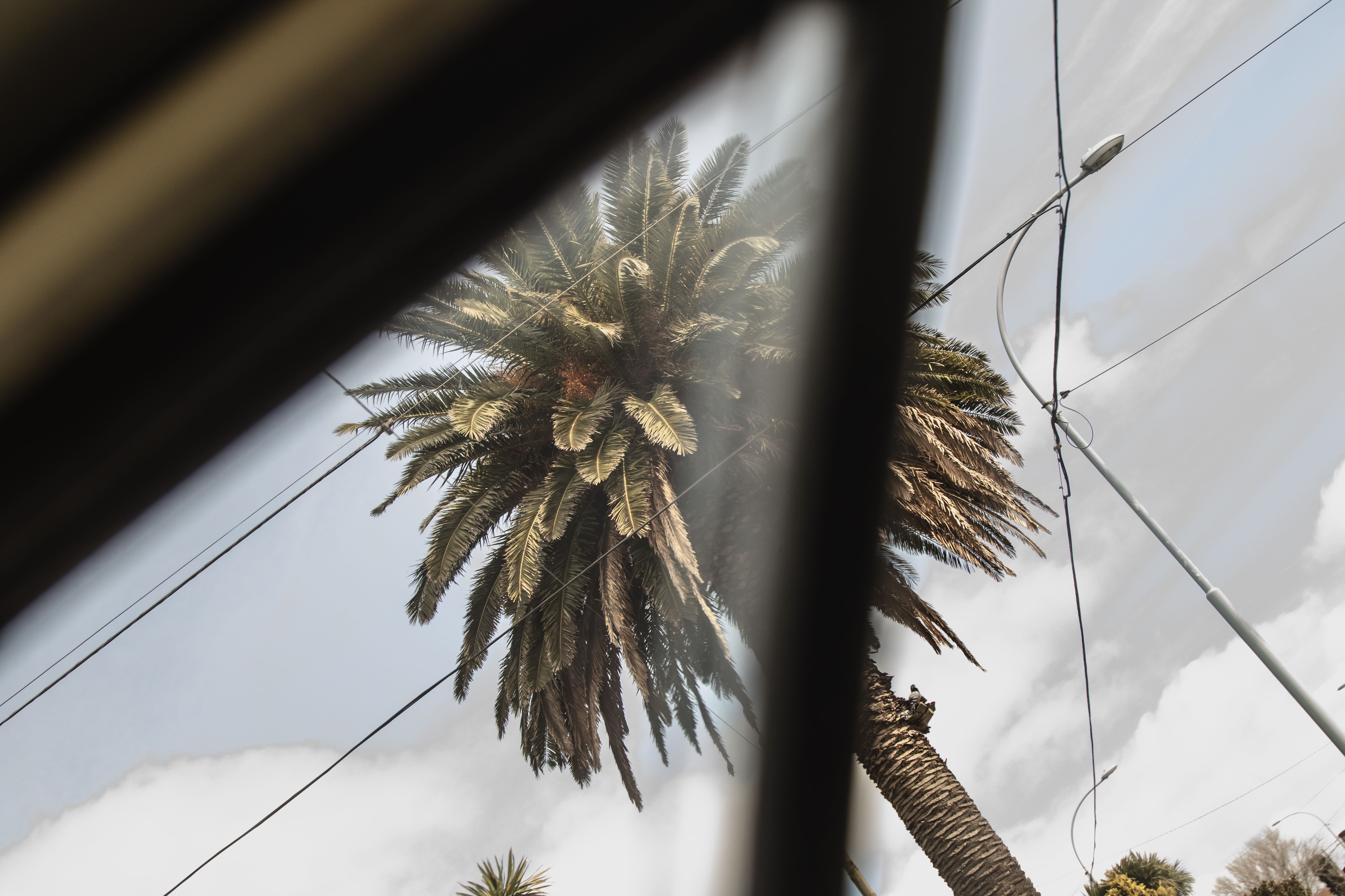 Low Angle Shot of a Palm Tree · Free Stock Photo