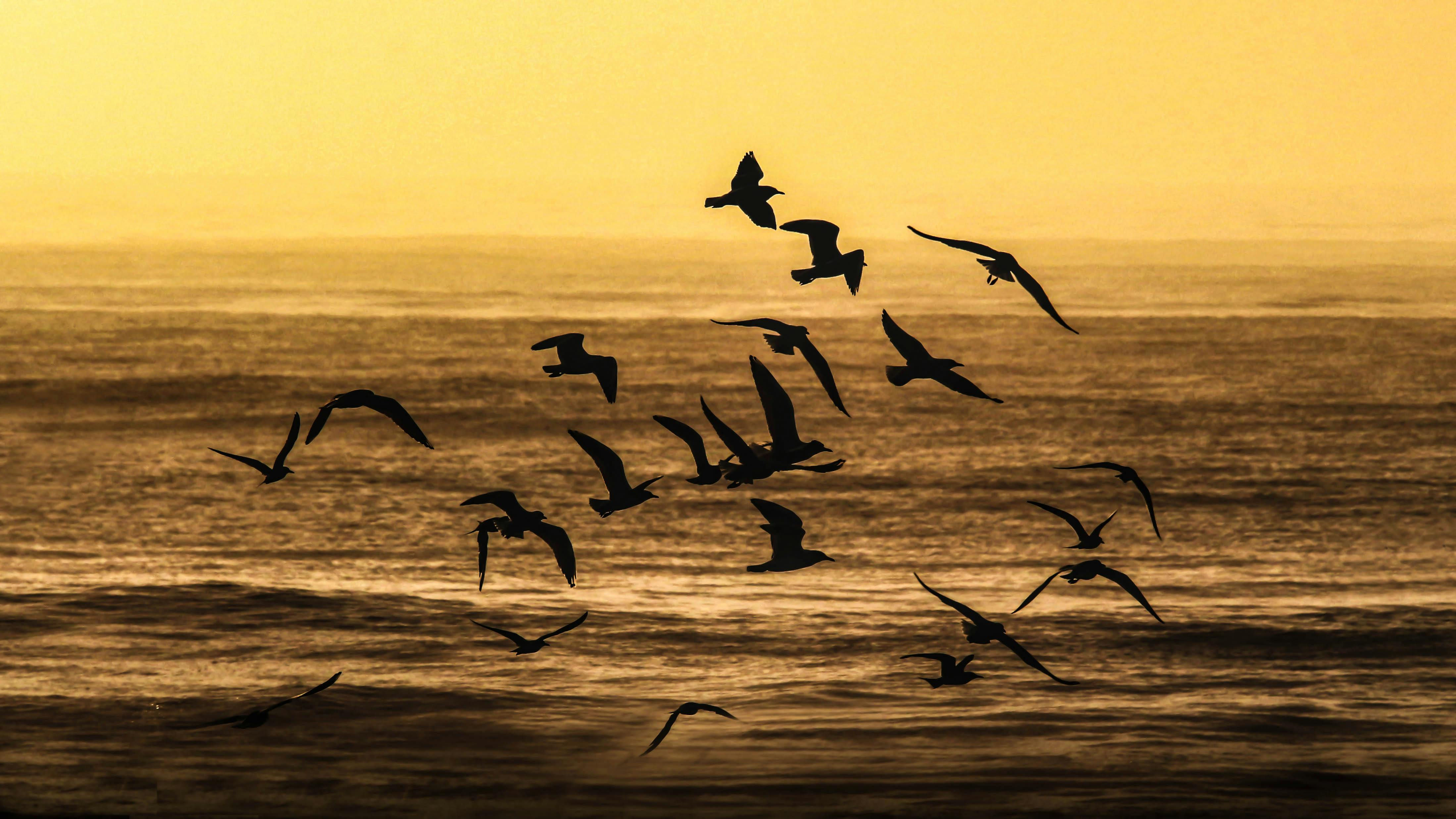 Large Flock of Birds Flying over Coastal Water at Sunset · Free Stock Photo
