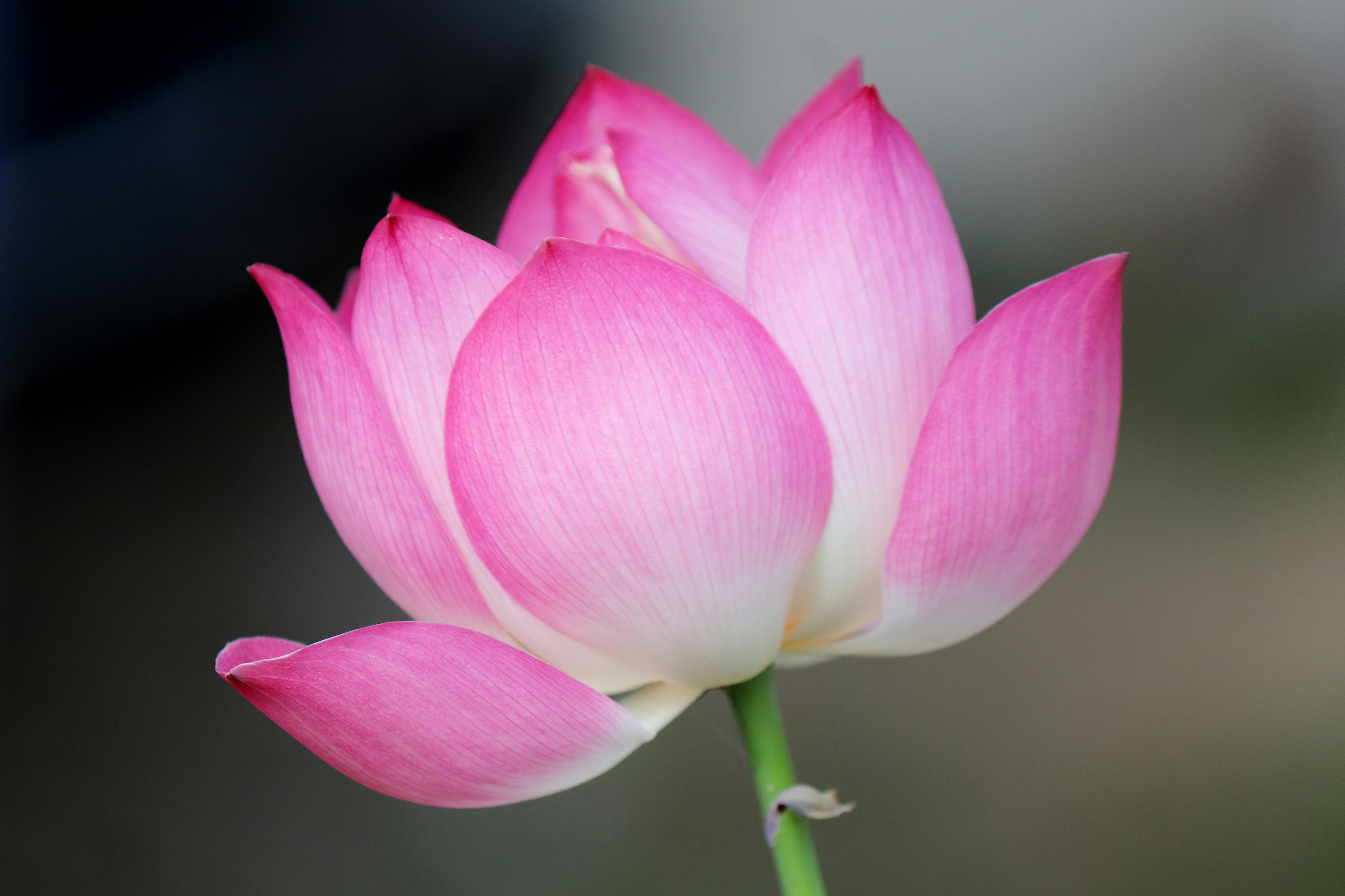 A Lotus Flower in Bloom · Free Stock Photo