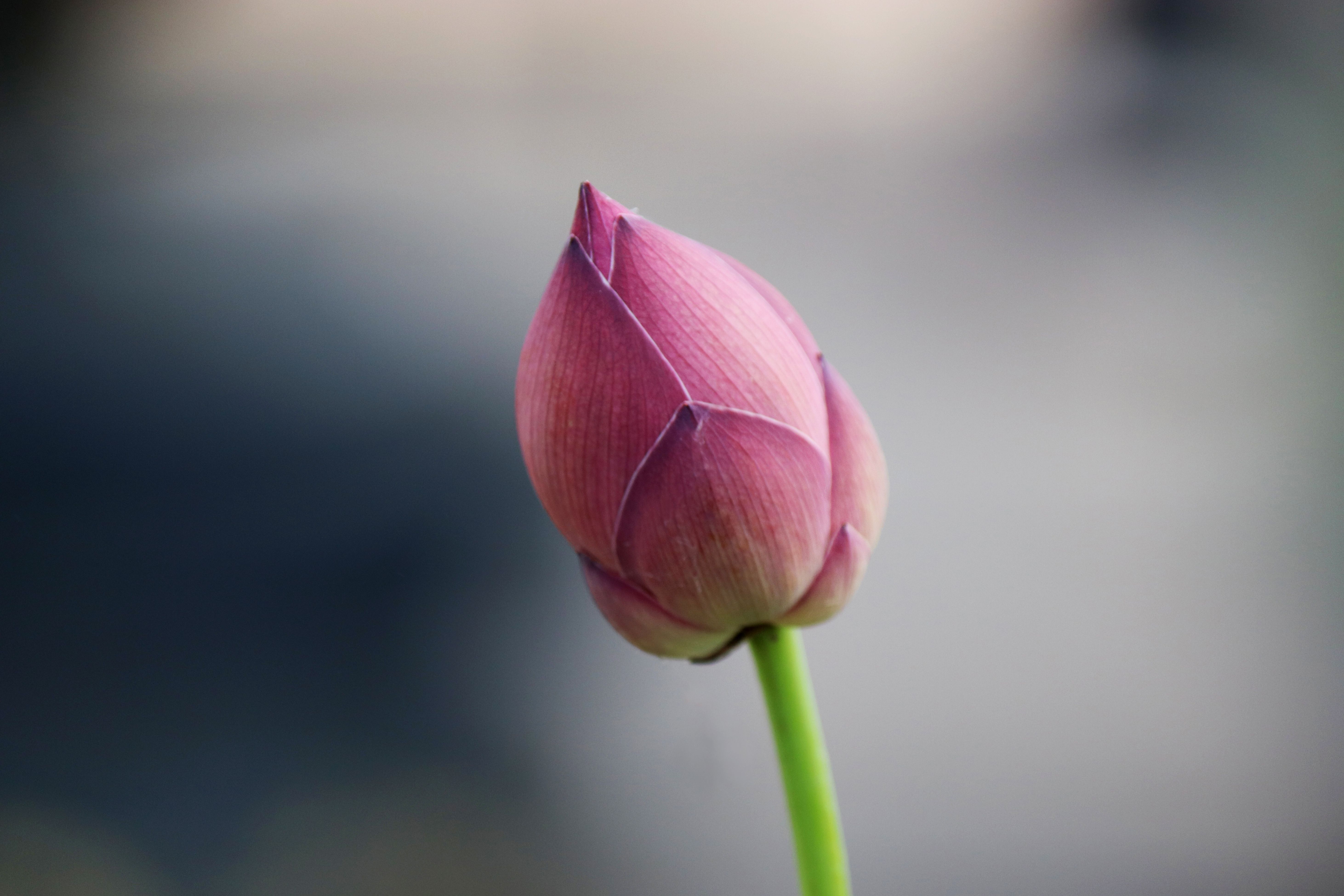Close-Up Shot of a Lotus Flower · Free Stock Photo