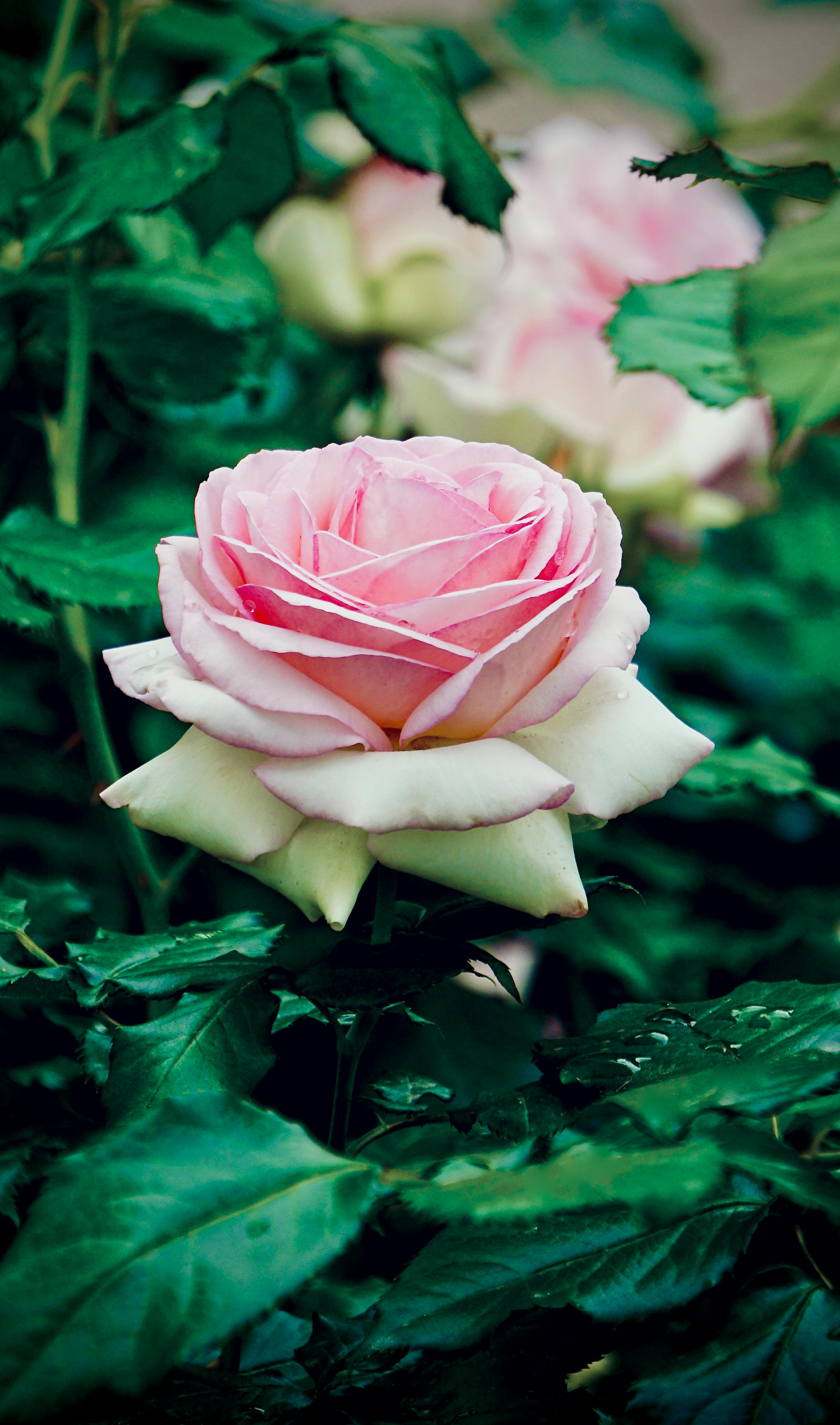 Pink Rose in Bloom · Free Stock Photo