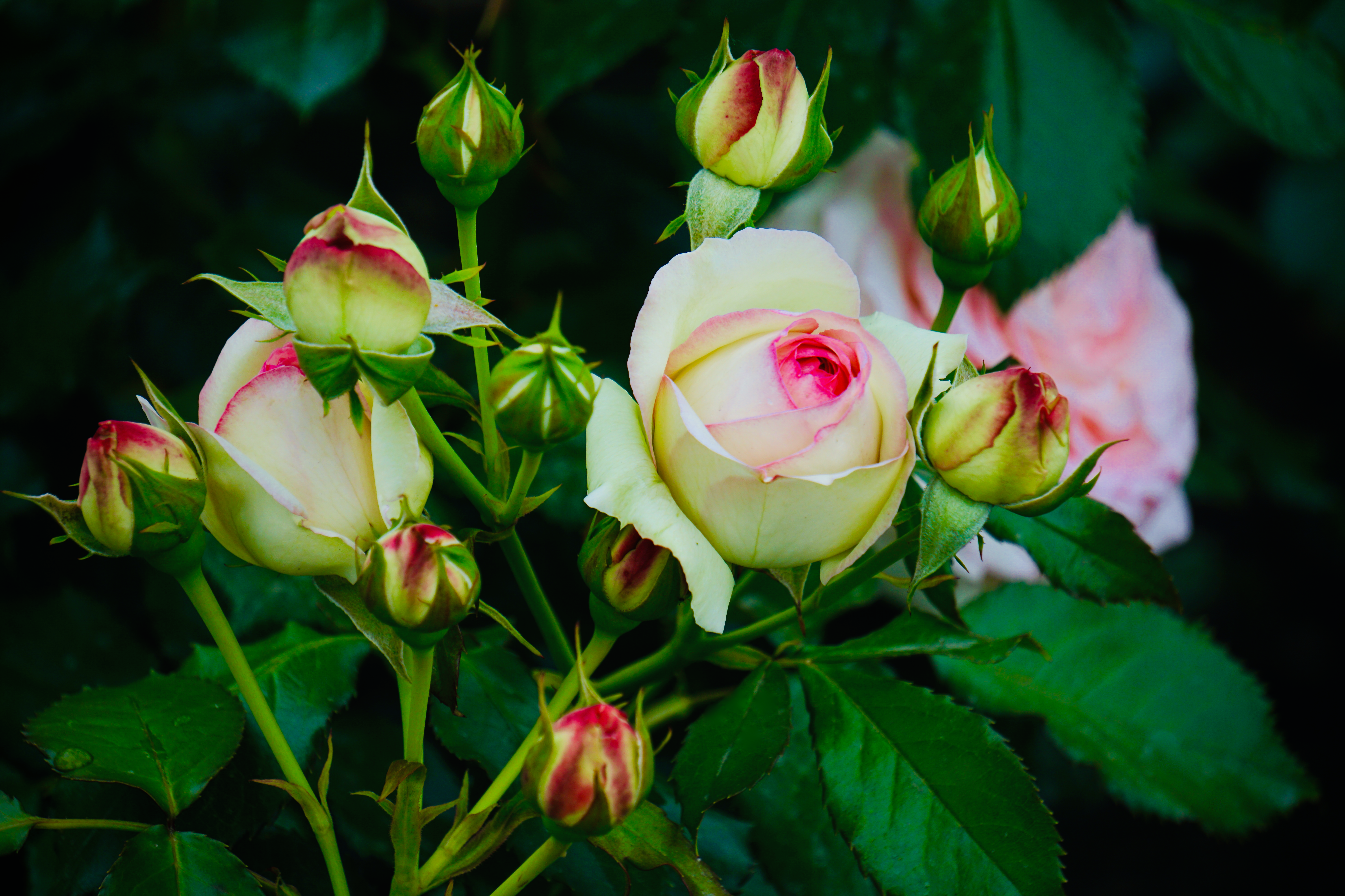 Close-Up Shot of Roses · Free Stock Photo