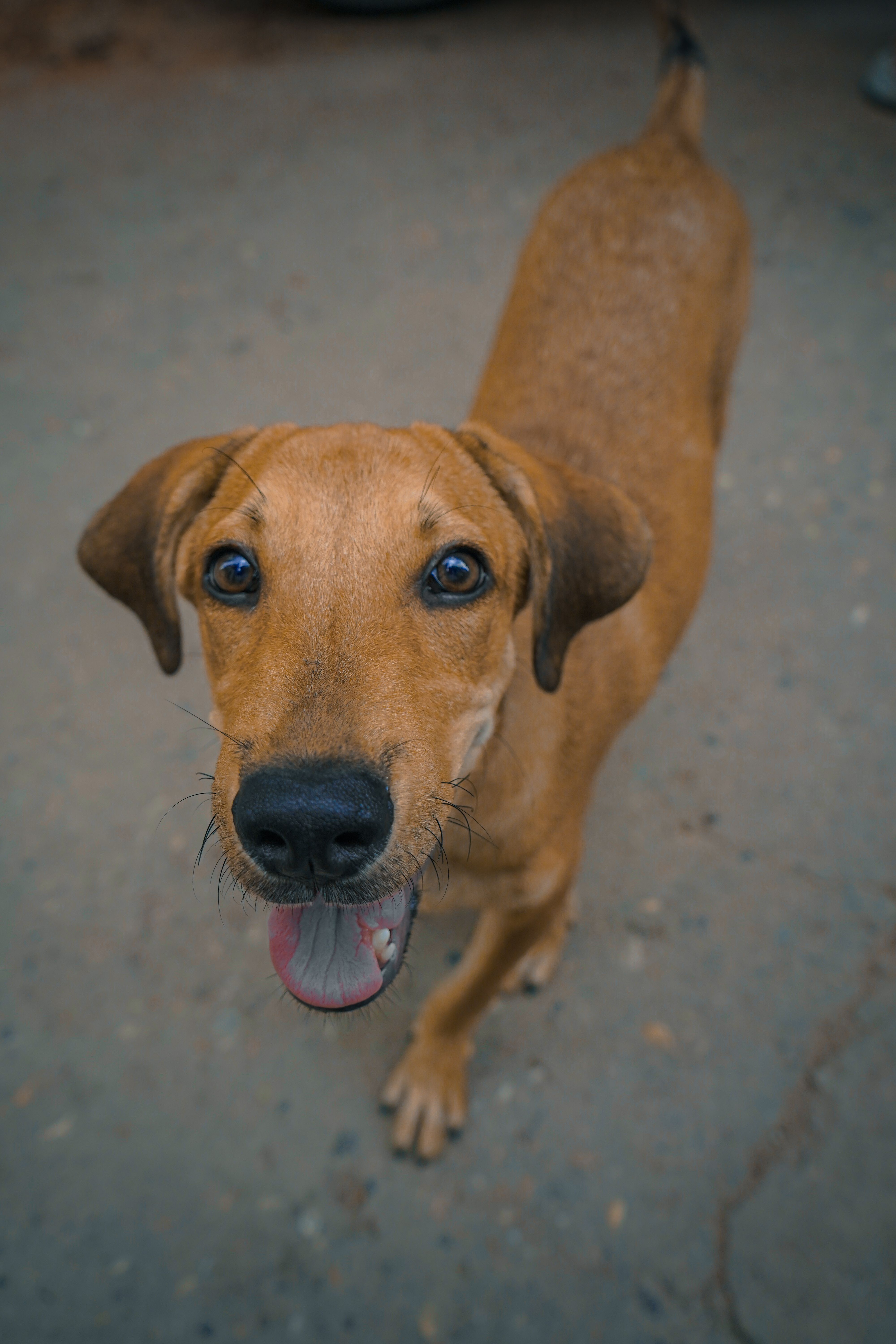 Close Up Shot of a Dog Face · Free Stock Photo