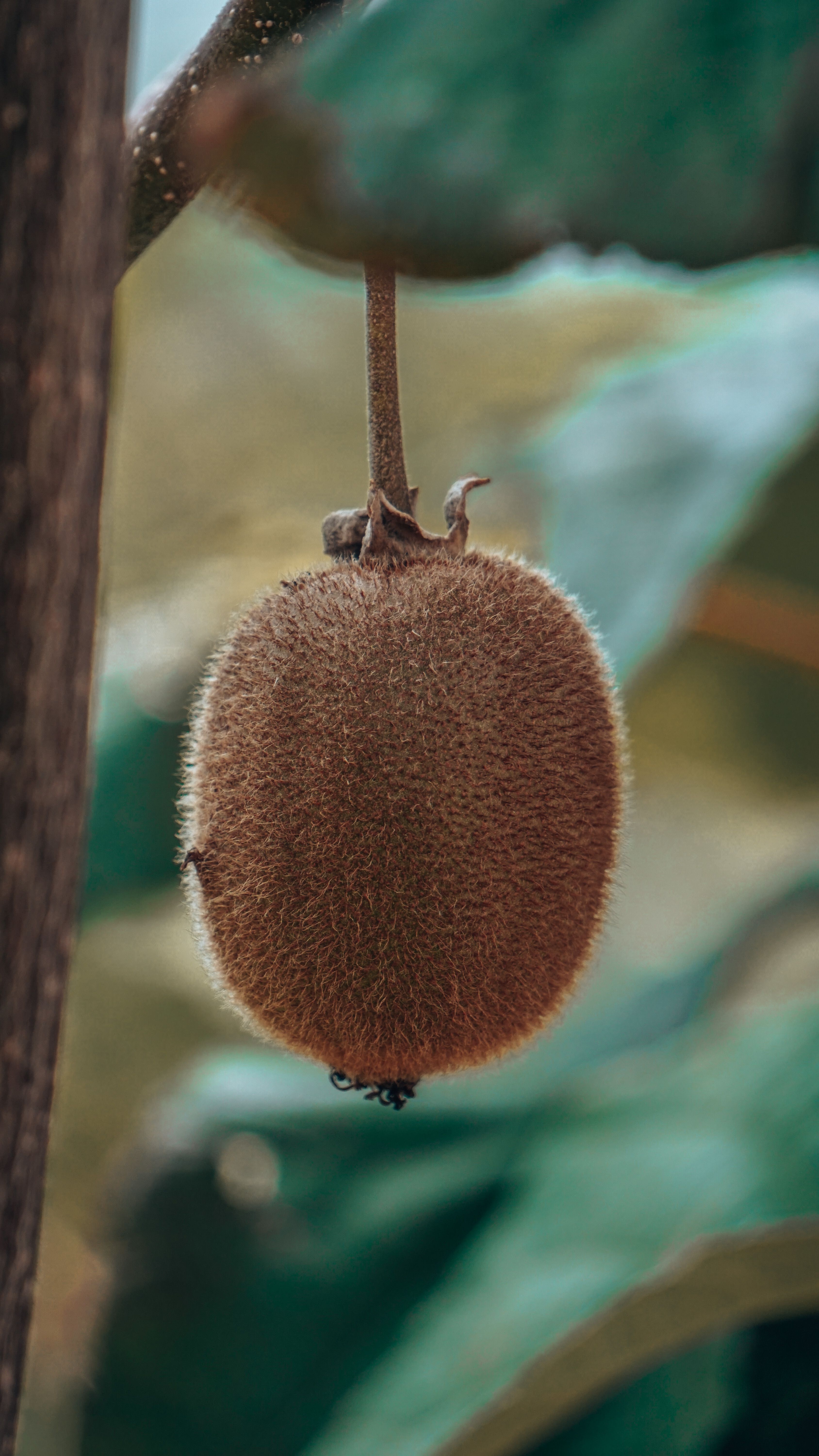 Green Kiwi Fruit · Free Stock Photo