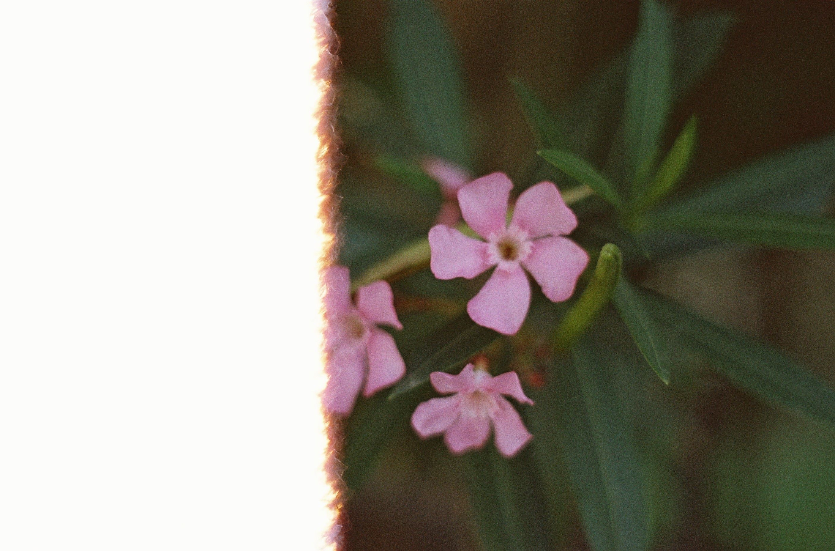 Cascading Flowers Photos, Download The BEST Free Cascading Flowers ...