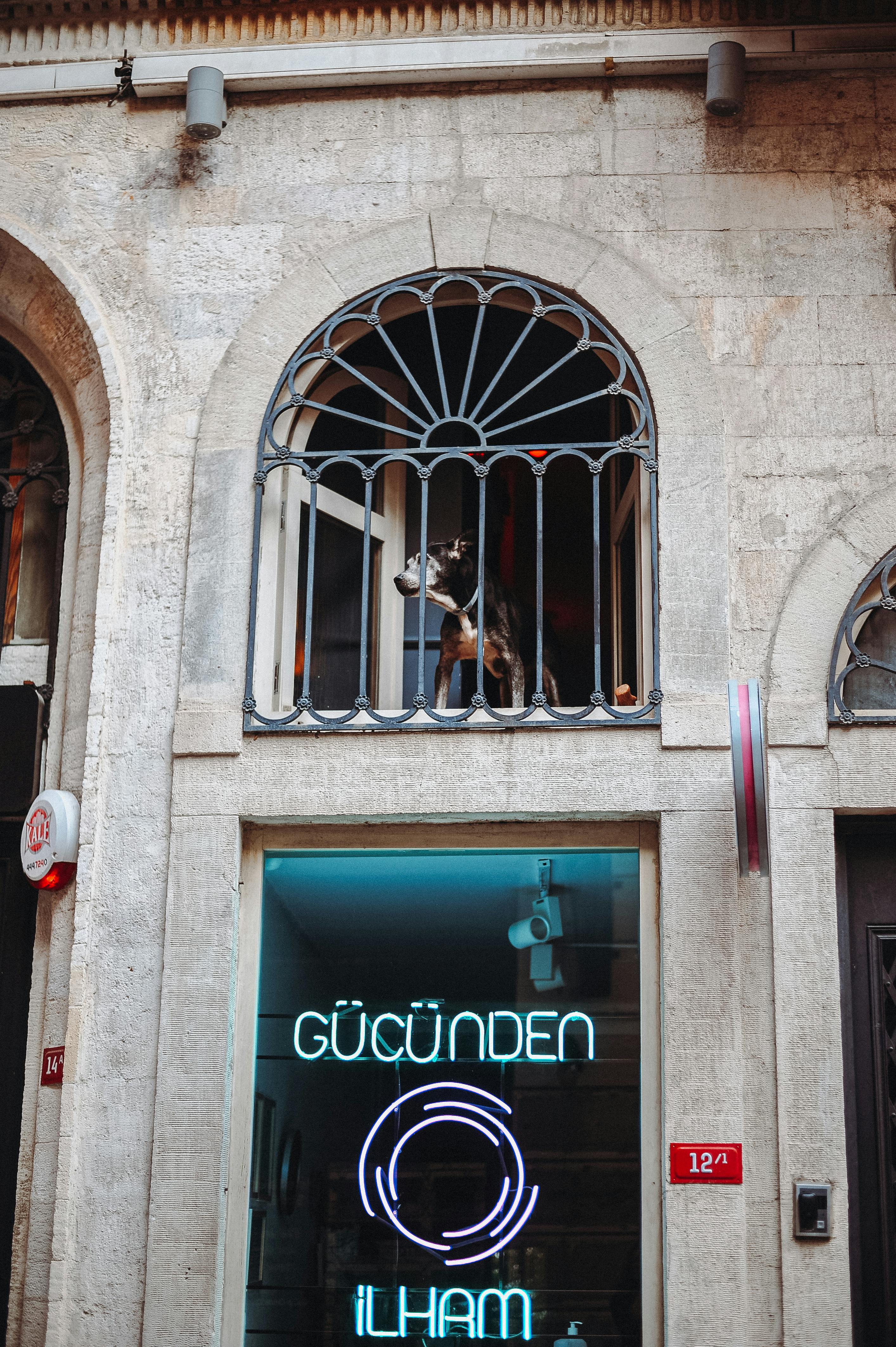 Dog in Window behind Mesh · Free Stock Photo