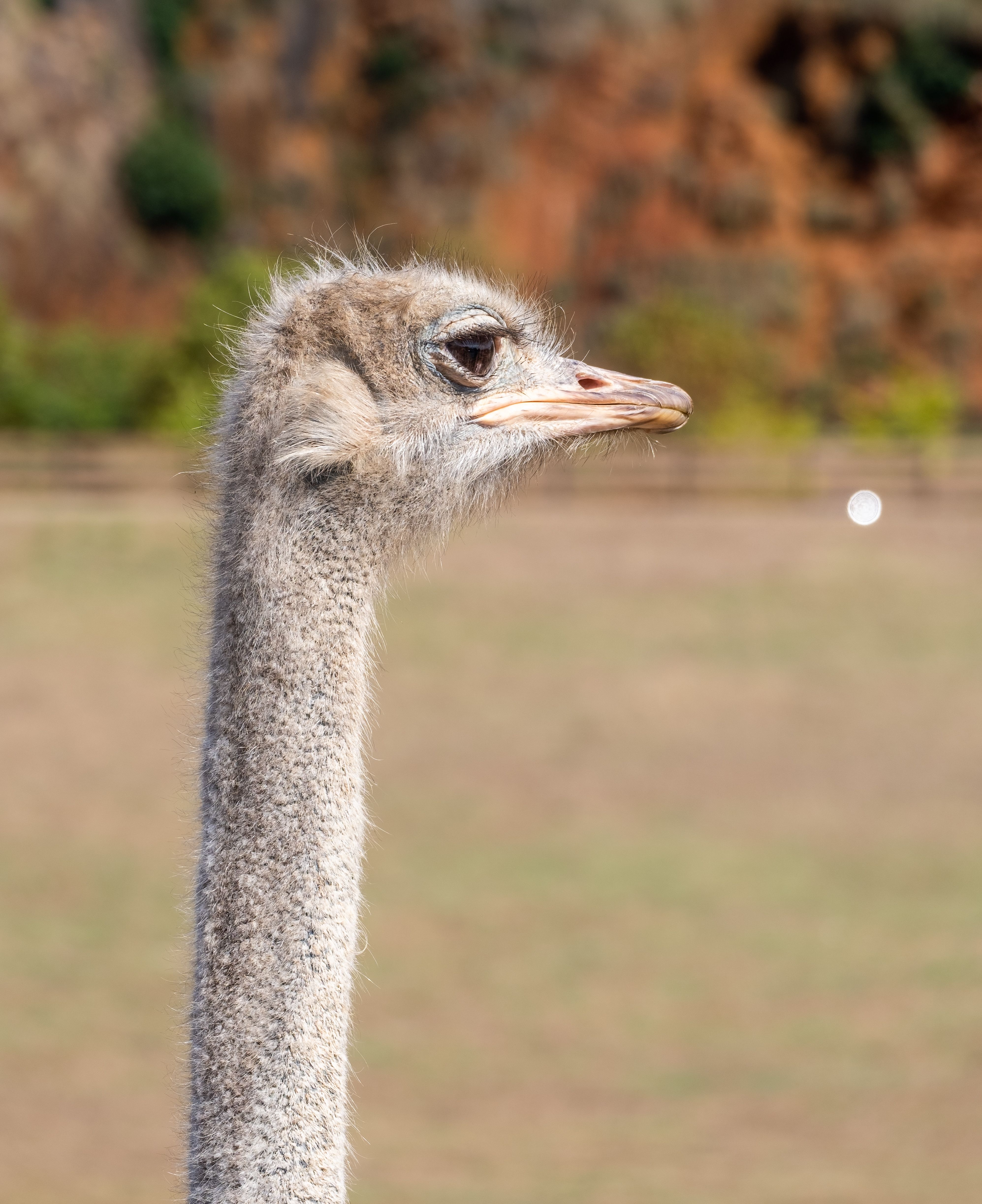 A Somali Ostrich Wandering on Chalbi Desert · Free Stock Photo