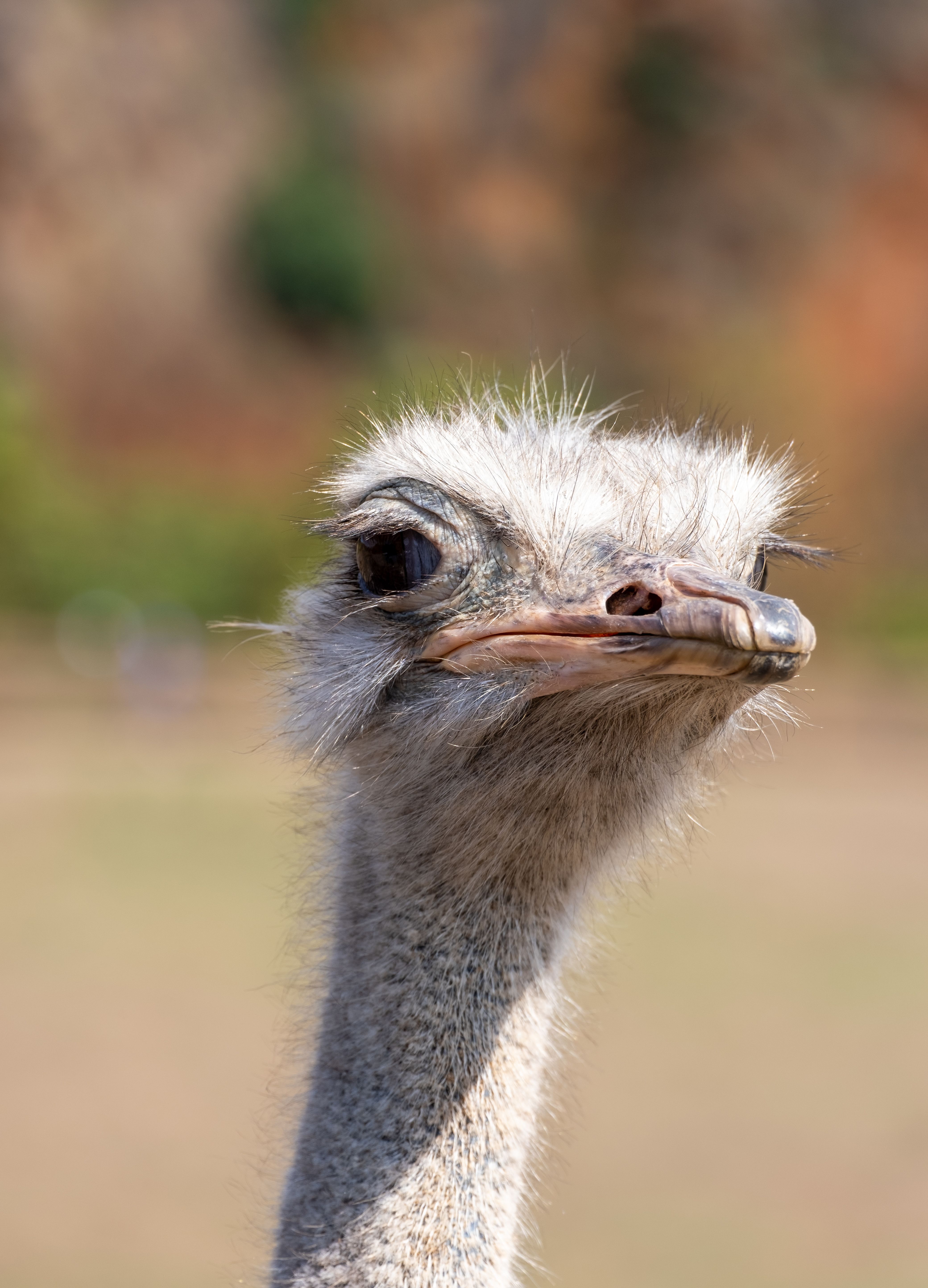 A Somali Ostrich Wandering on Chalbi Desert · Free Stock Photo
