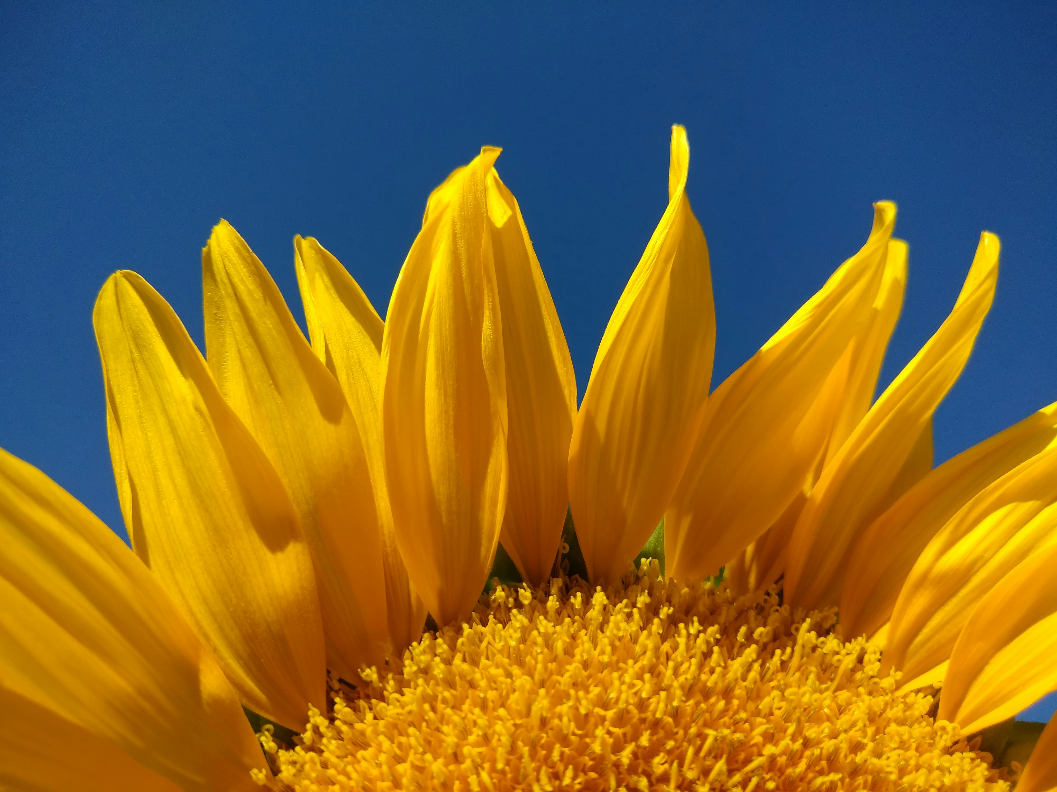 Close-Up Shot of a Sunflower · Free Stock Photo