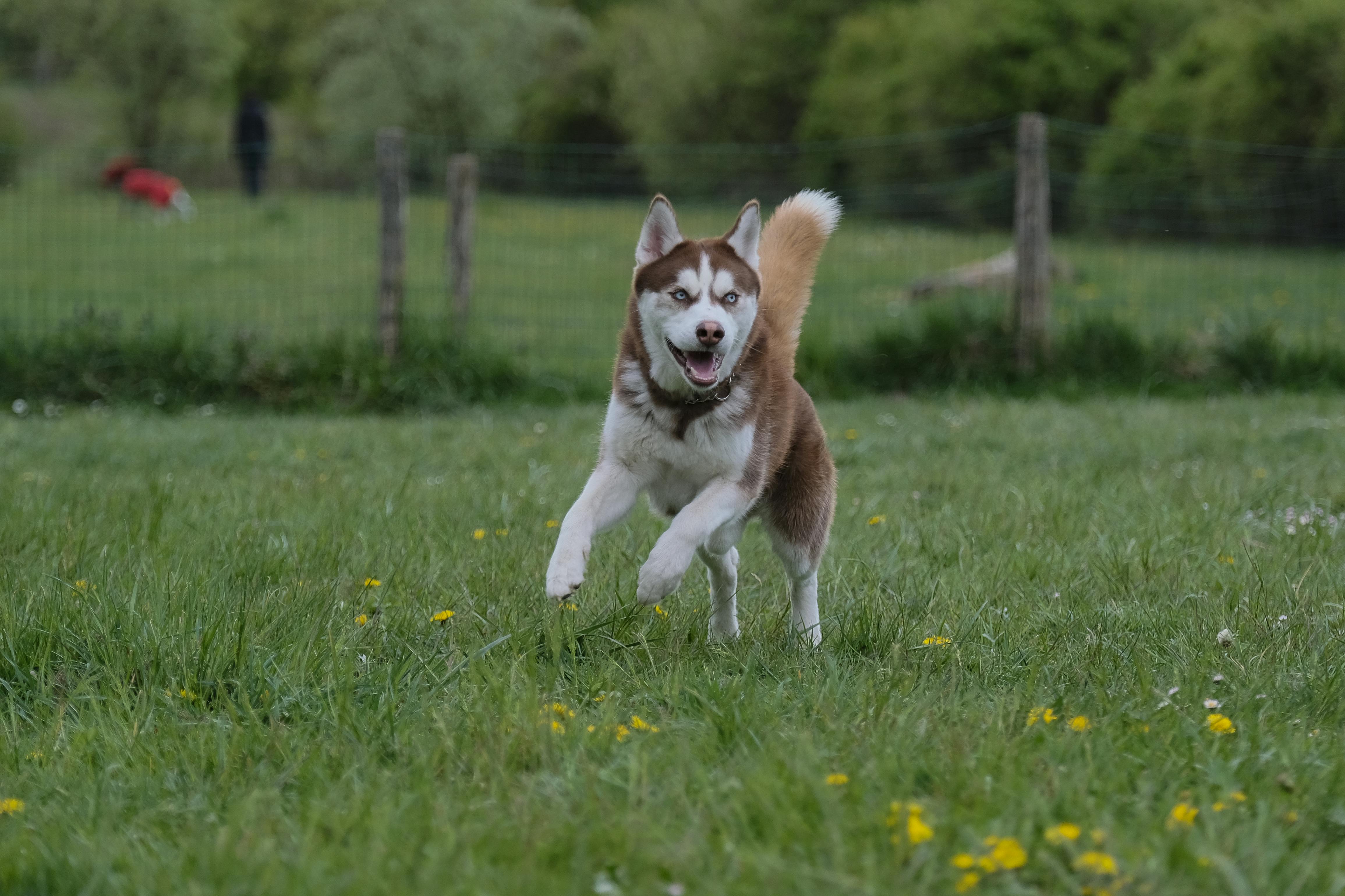 Elephants Running Photos, Download Free Elephants Running Stock Photos ...
