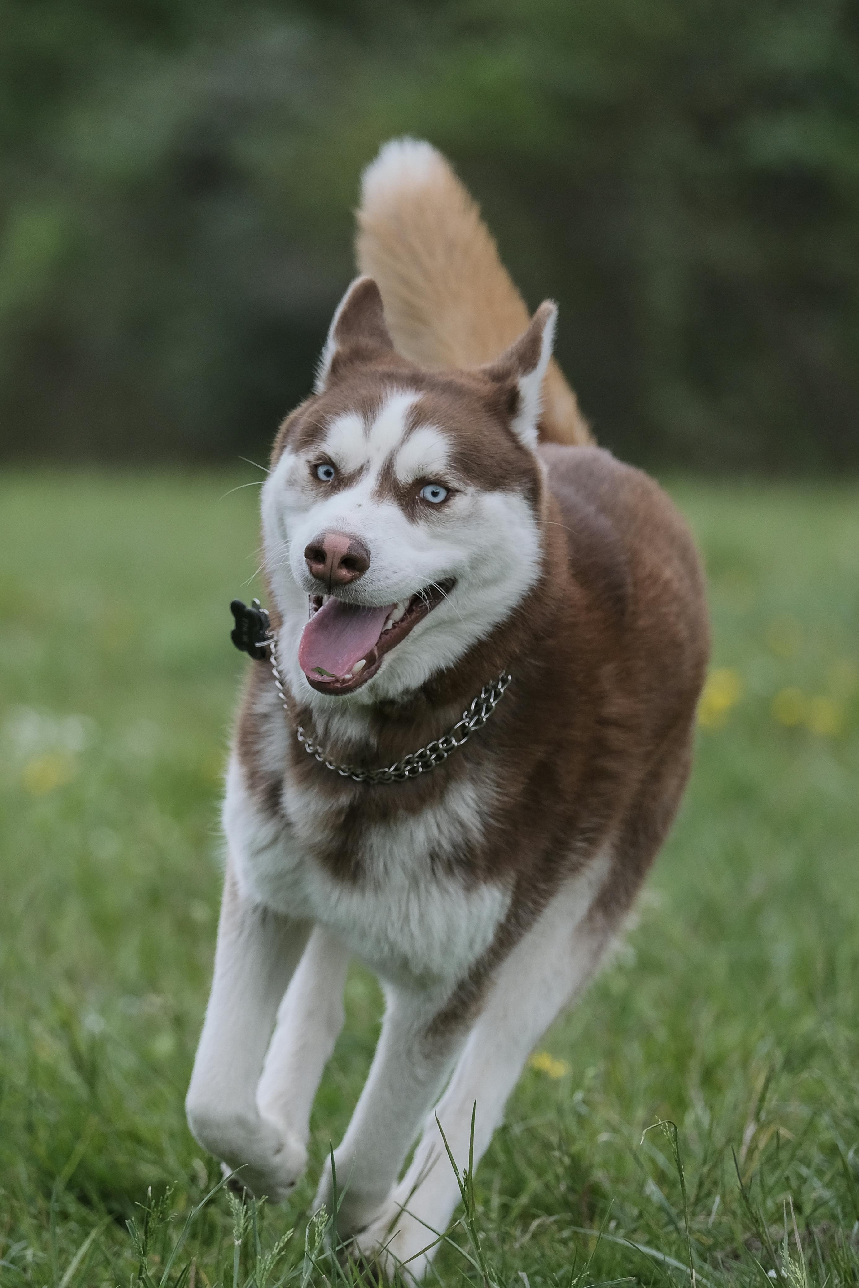 Close-up Shot of a Siberian Husky · Free Stock Photo