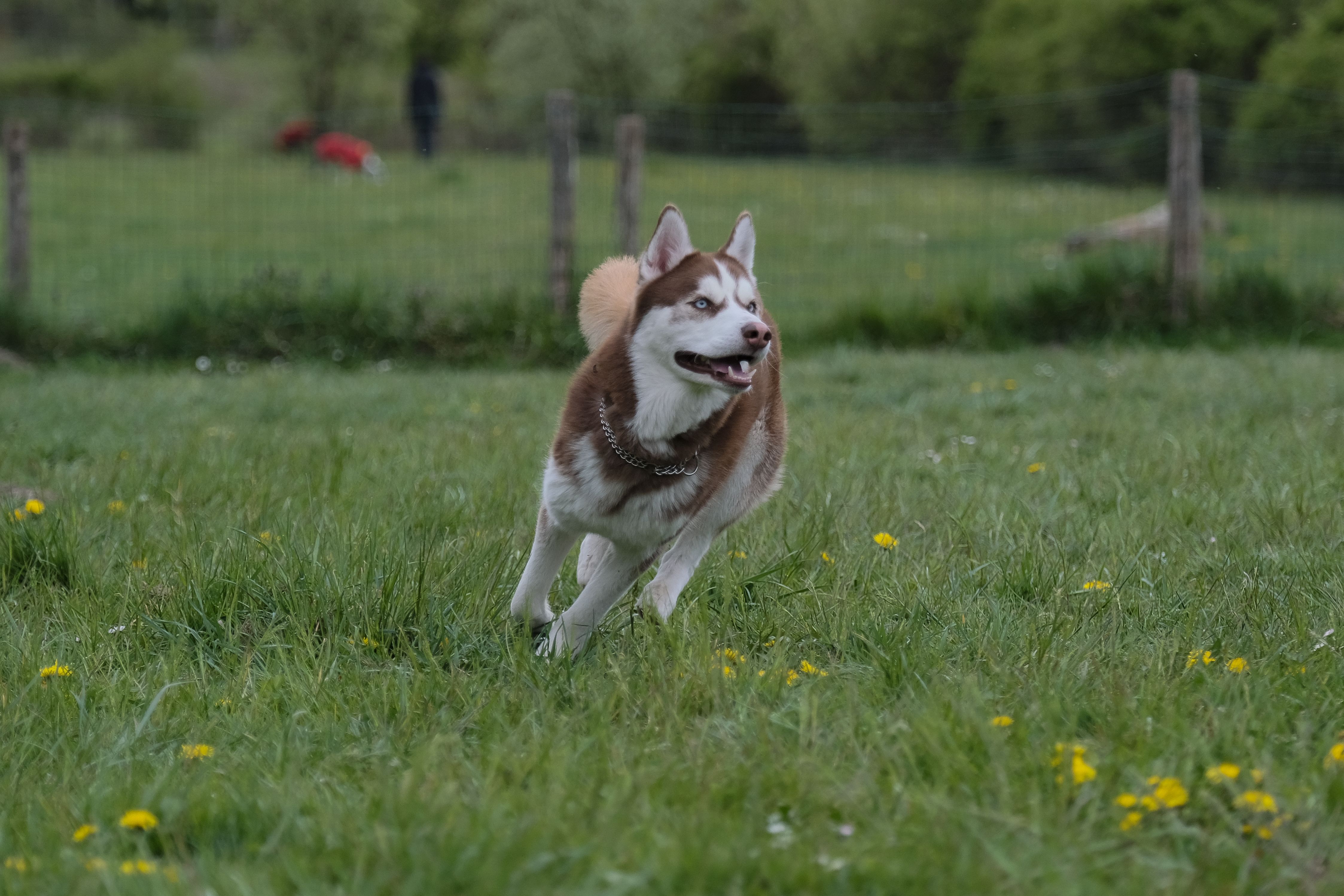 Close-up Shot of a Siberian Husky · Free Stock Photo
