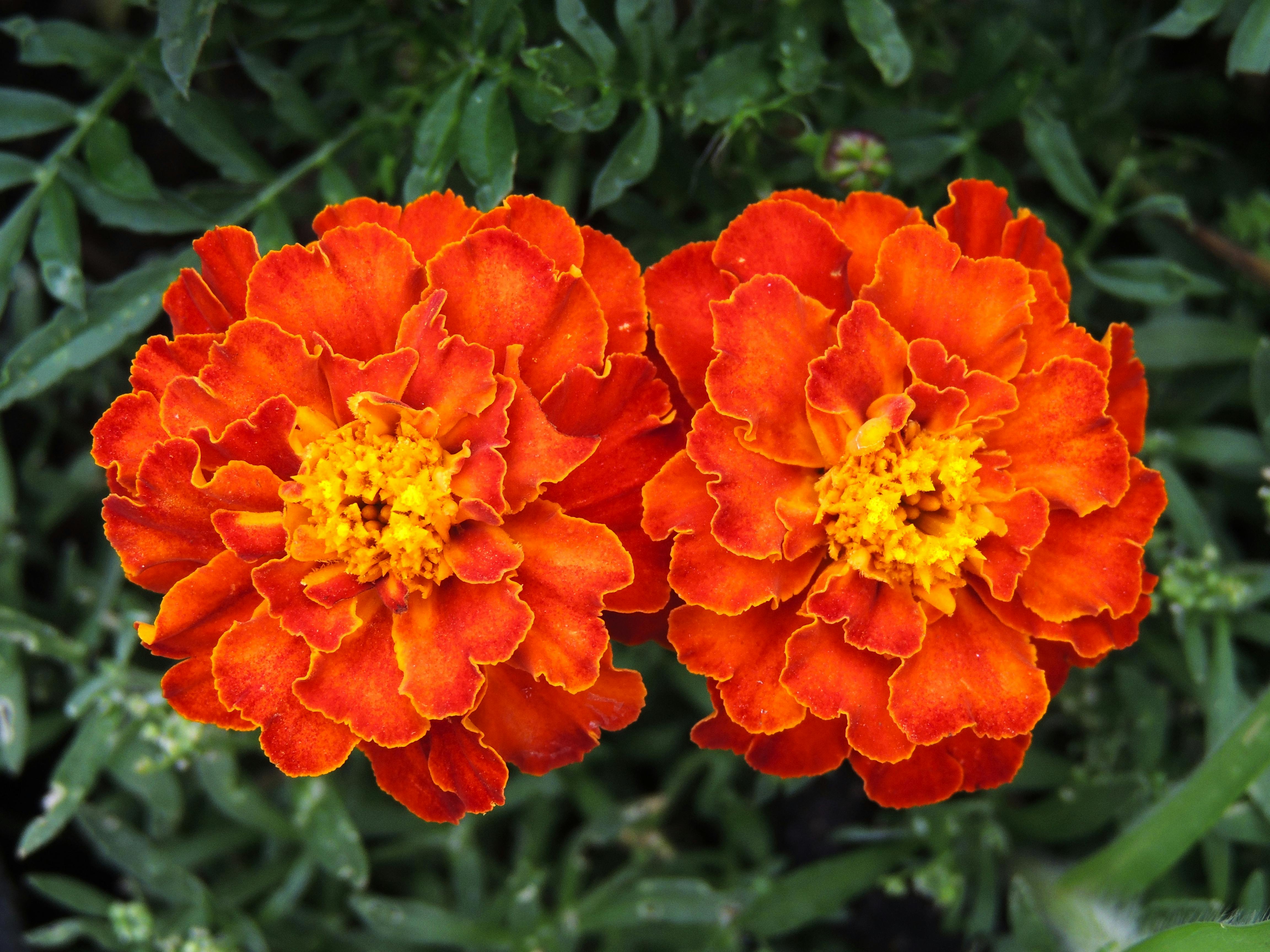 Marigold Flowers Photos, Download The BEST Free Marigold Flowers Stock ...