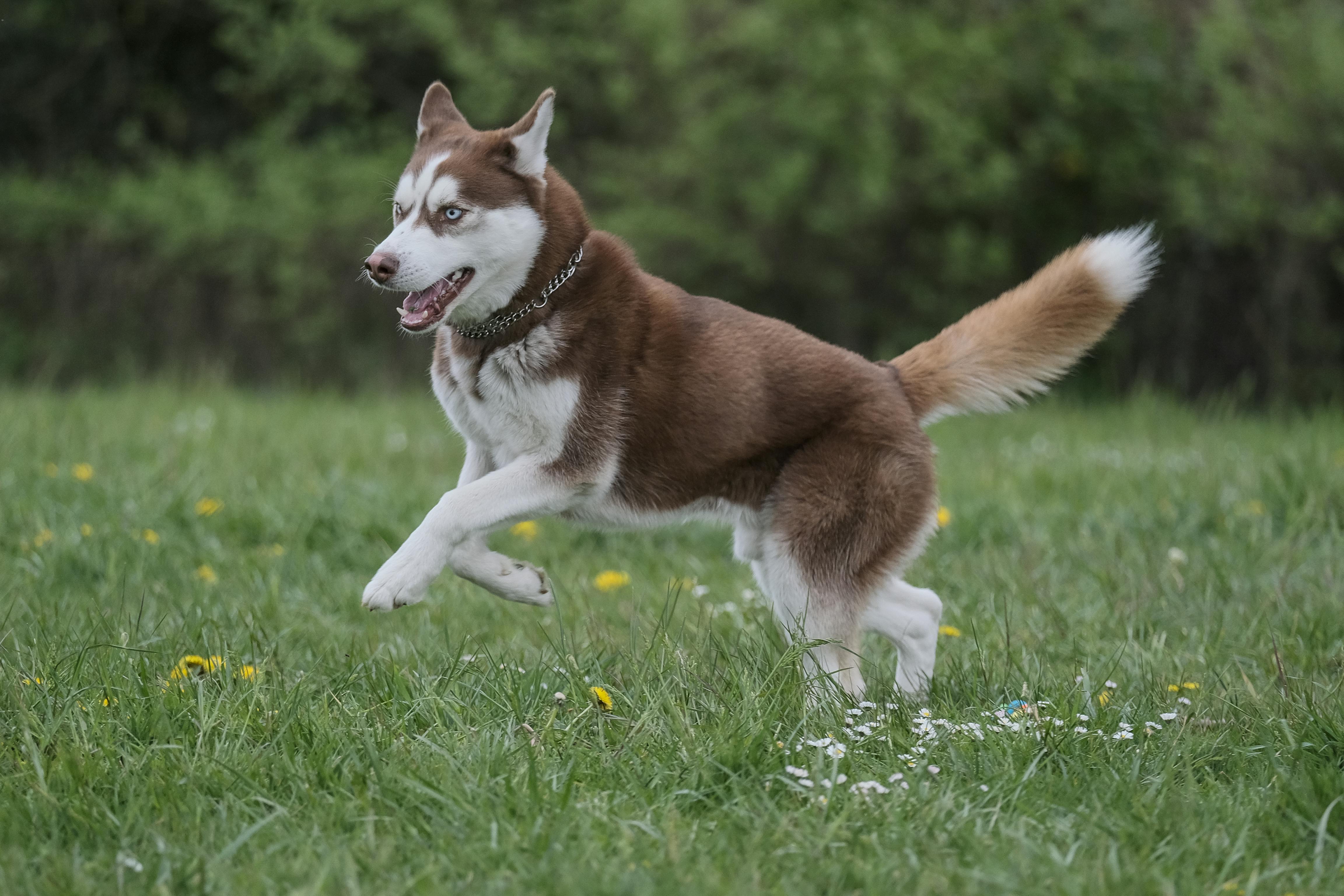Close-up Shot of a Siberian Husky · Free Stock Photo