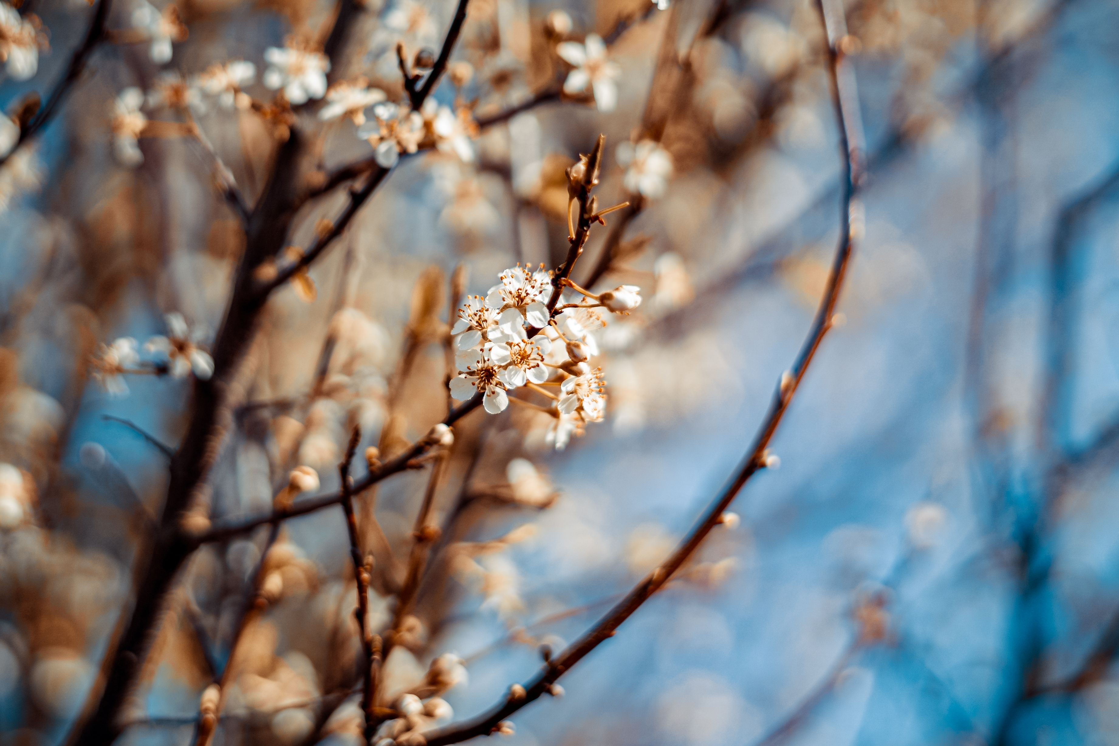 White Flowers in Bloom · Free Stock Photo