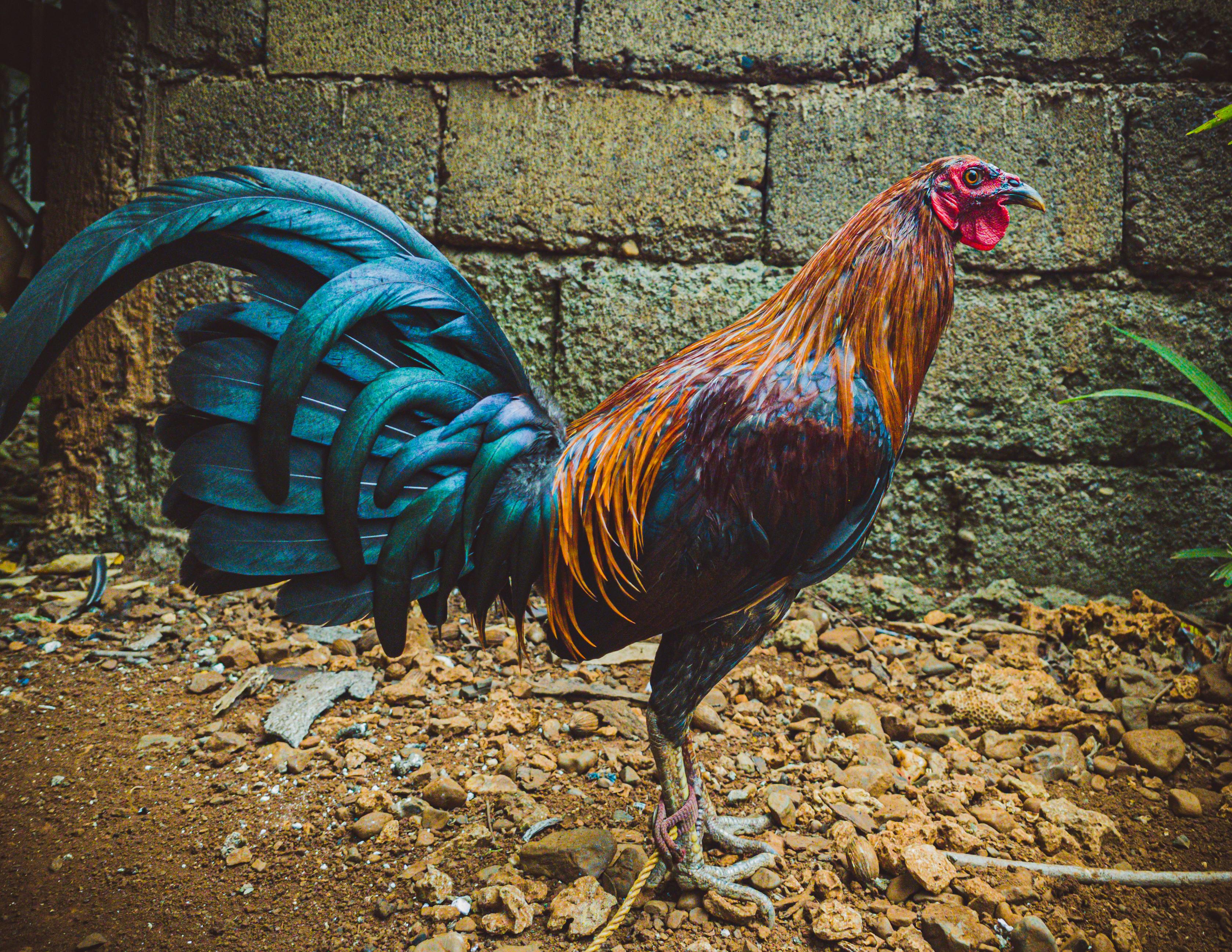 Close-Up Shot of a Rooster · Free Stock Photo