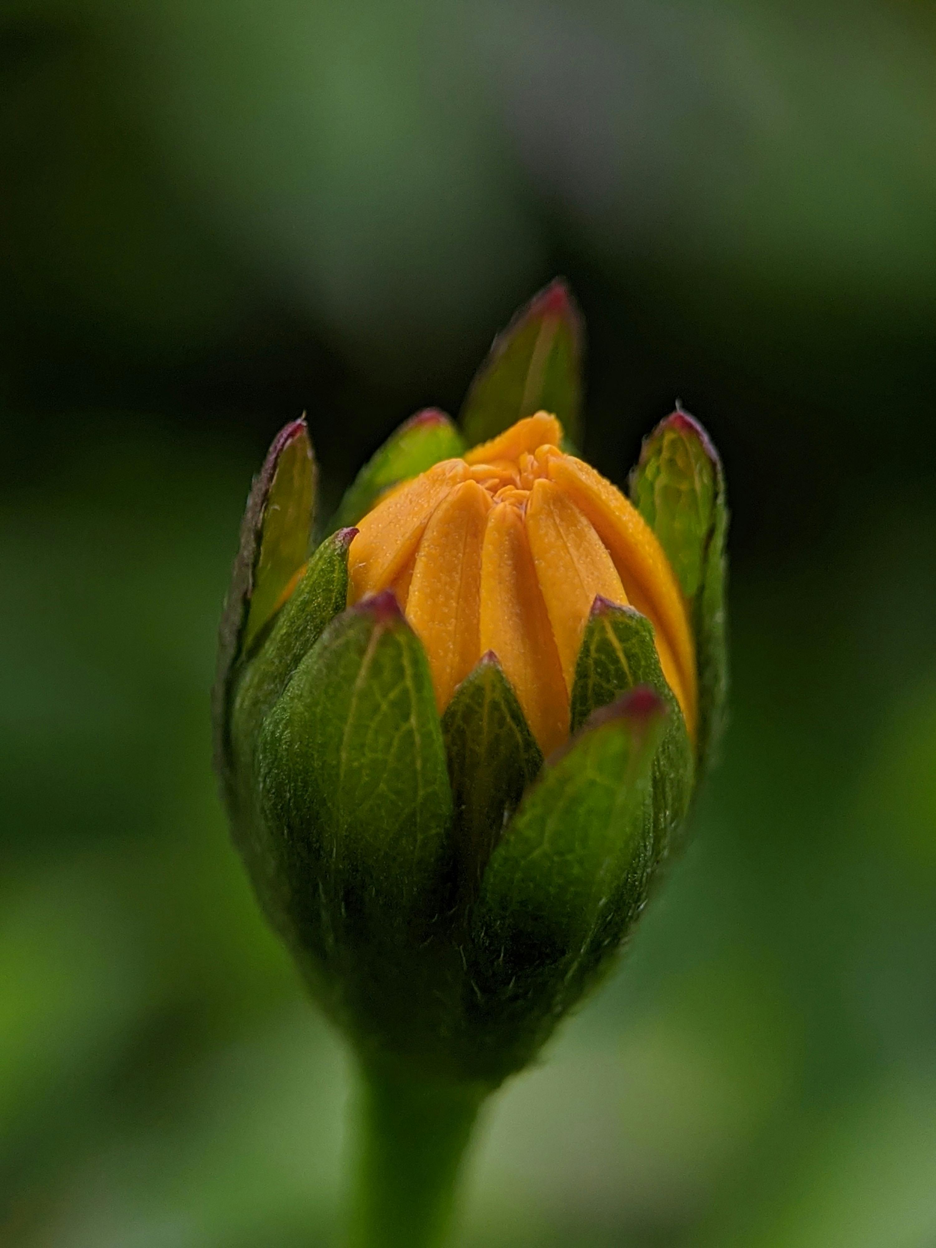 Yellow Flower Bud in Close Up Photography · Free Stock Photo