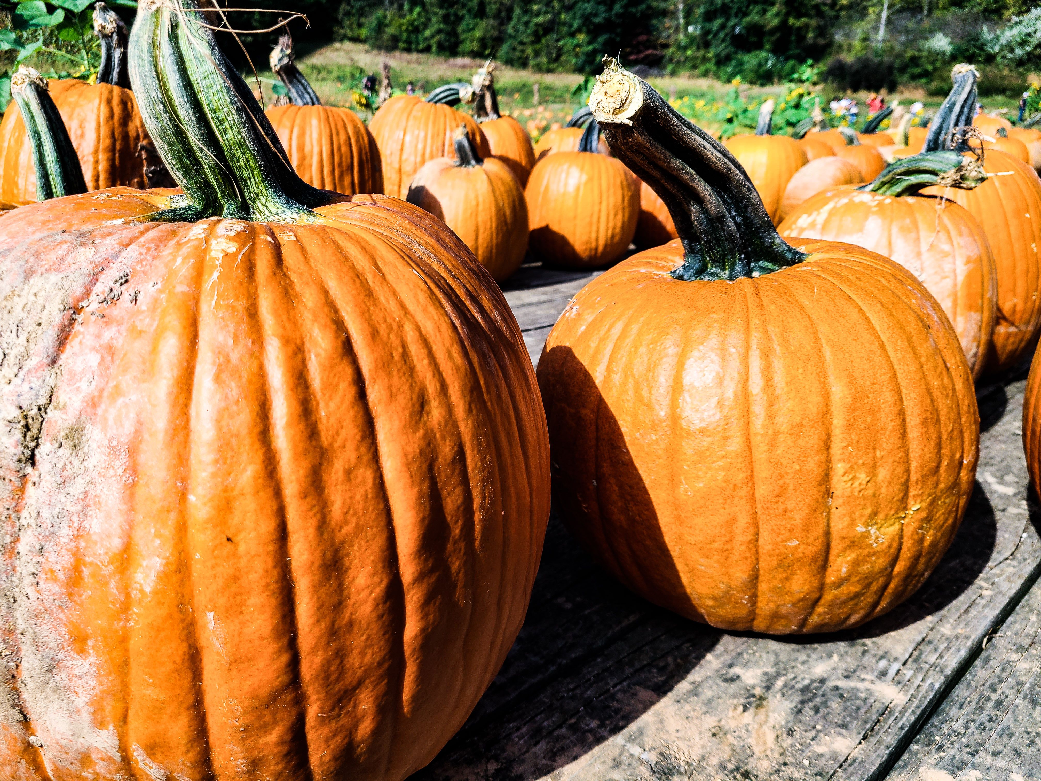 Pumpkin on Brown Wooden Surface · Free Stock Photo
