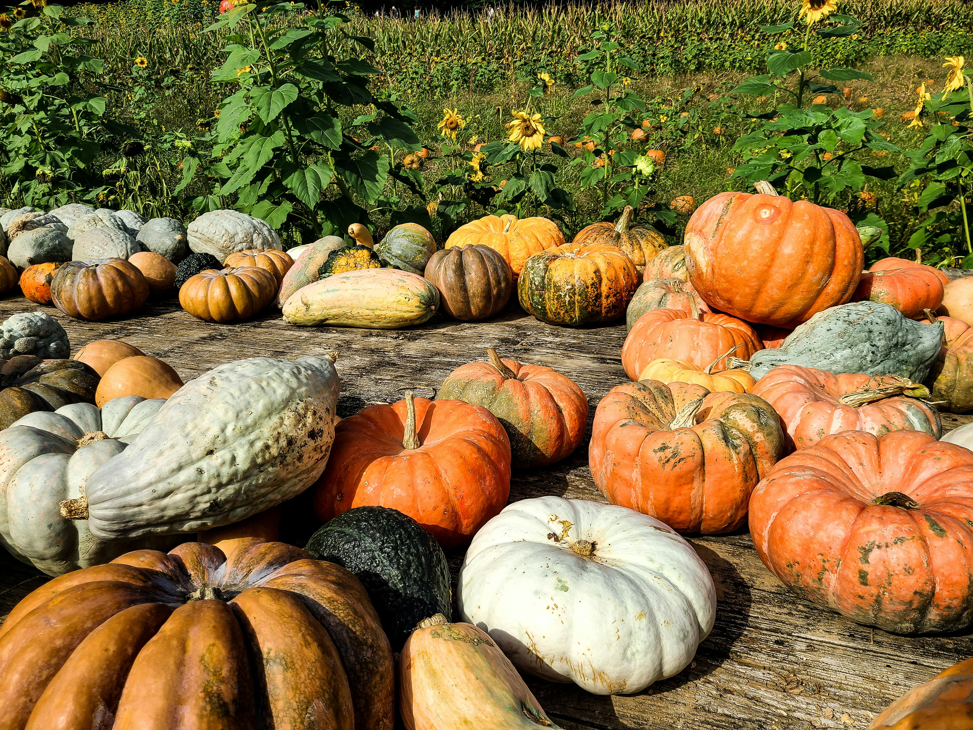 Foto de stock gratuita sobre abundancia, agricultura, calabaza ...