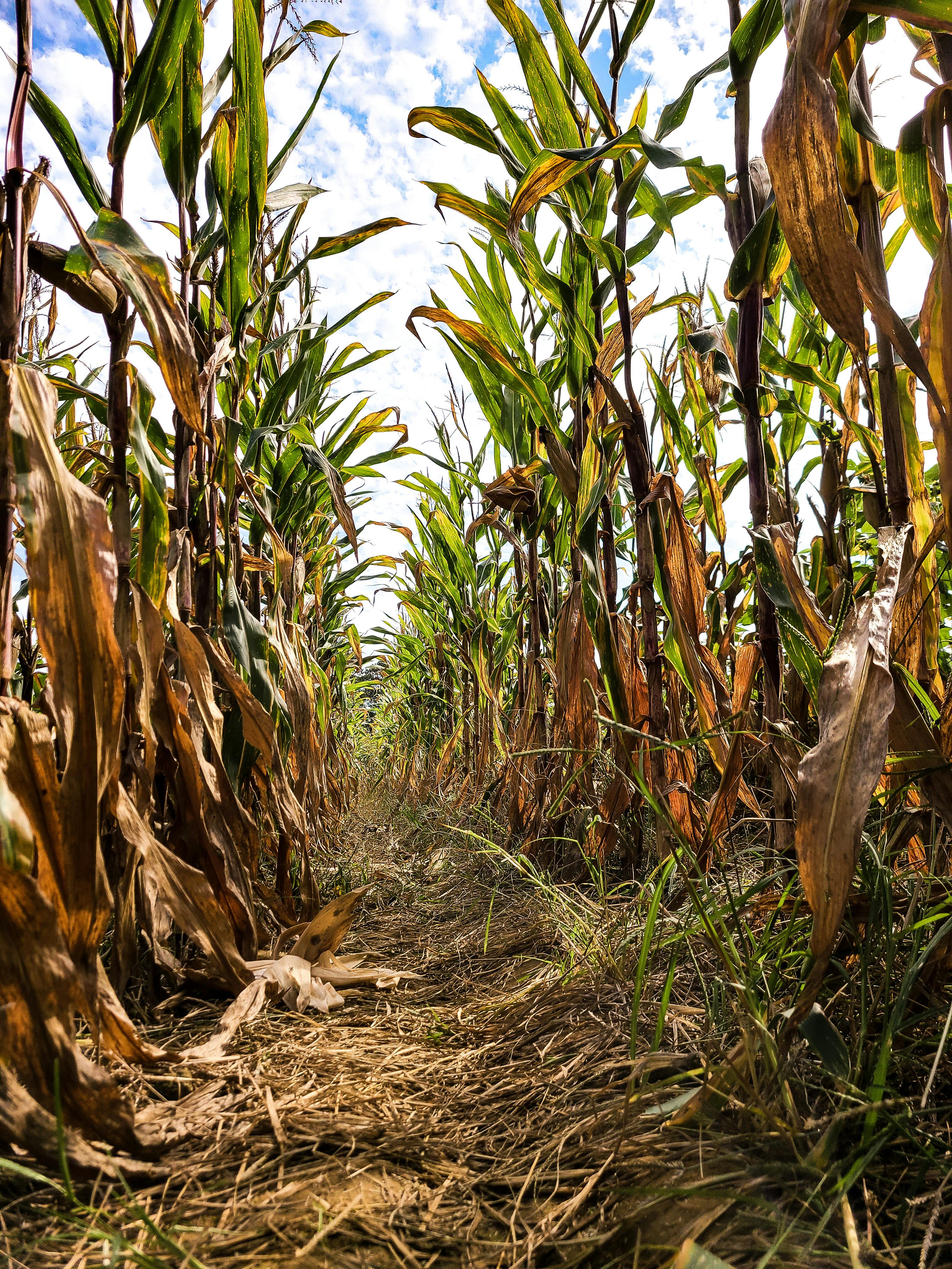 Low Angle Shot of a Footpath in a Corn Agricultural Field · Free Stock ...
