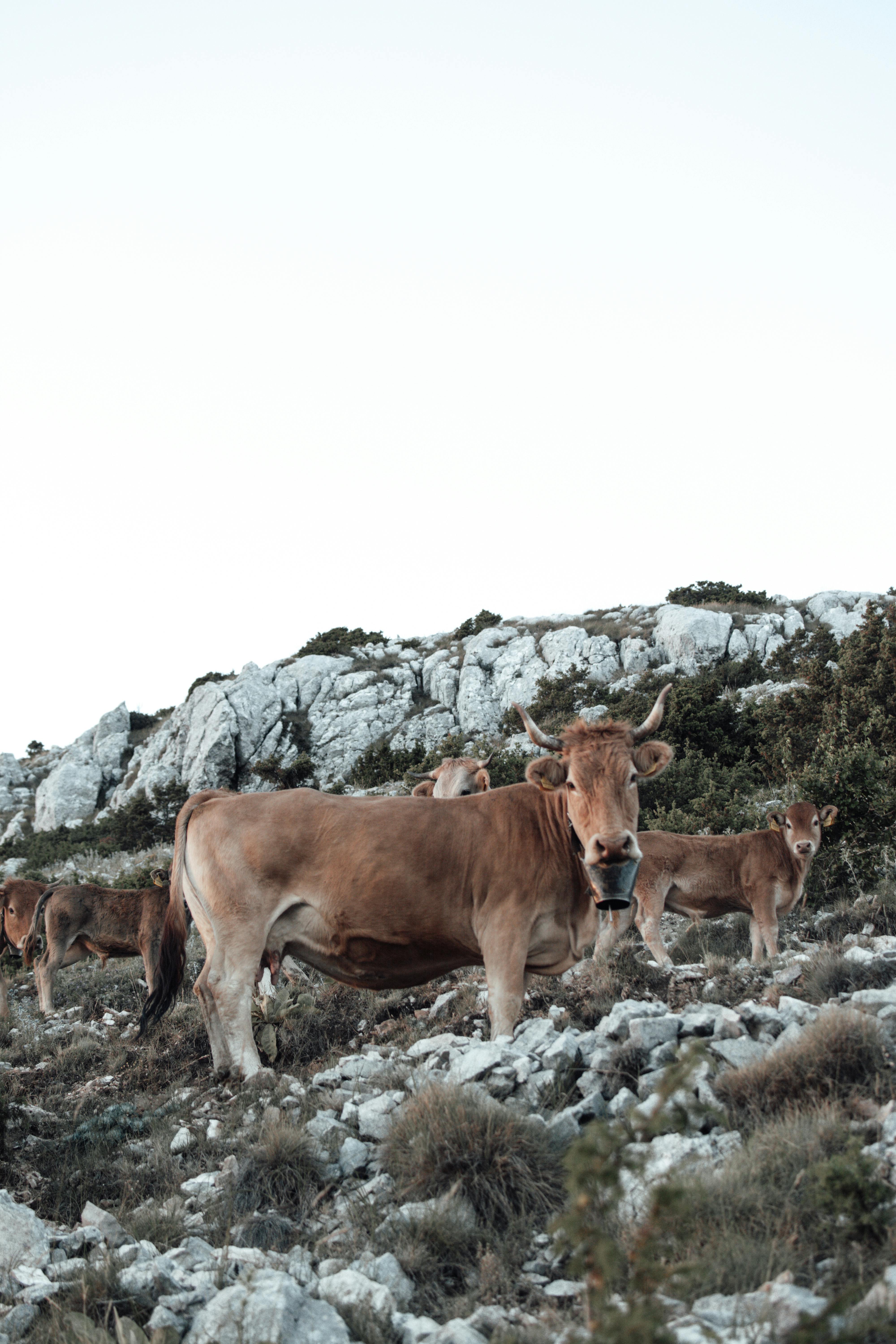 Cat Cow Pose Photos, Download The BEST Free Cat Cow Pose Stock Photos ...