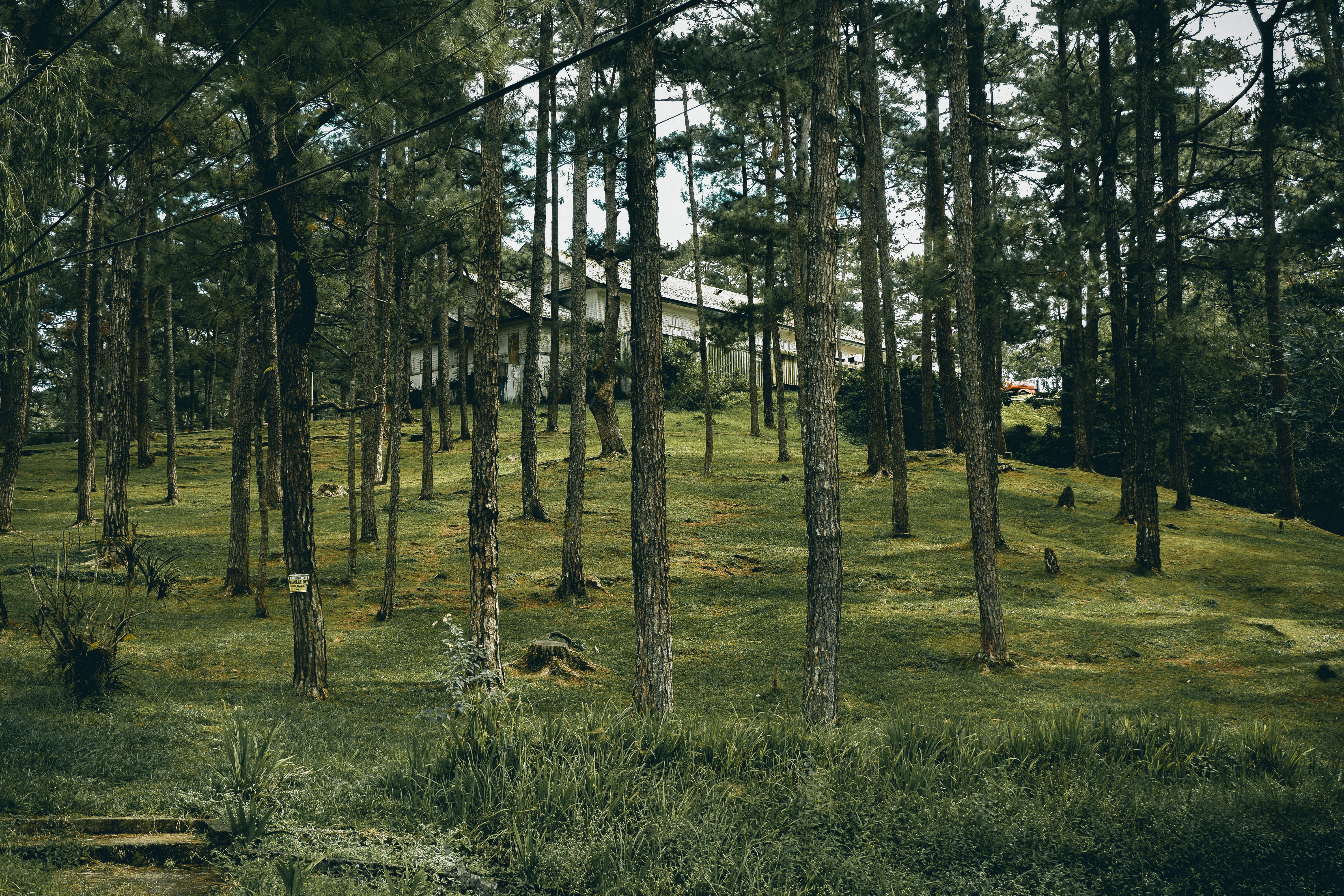 Trees on Grass Covered Ground · Free Stock Photo
