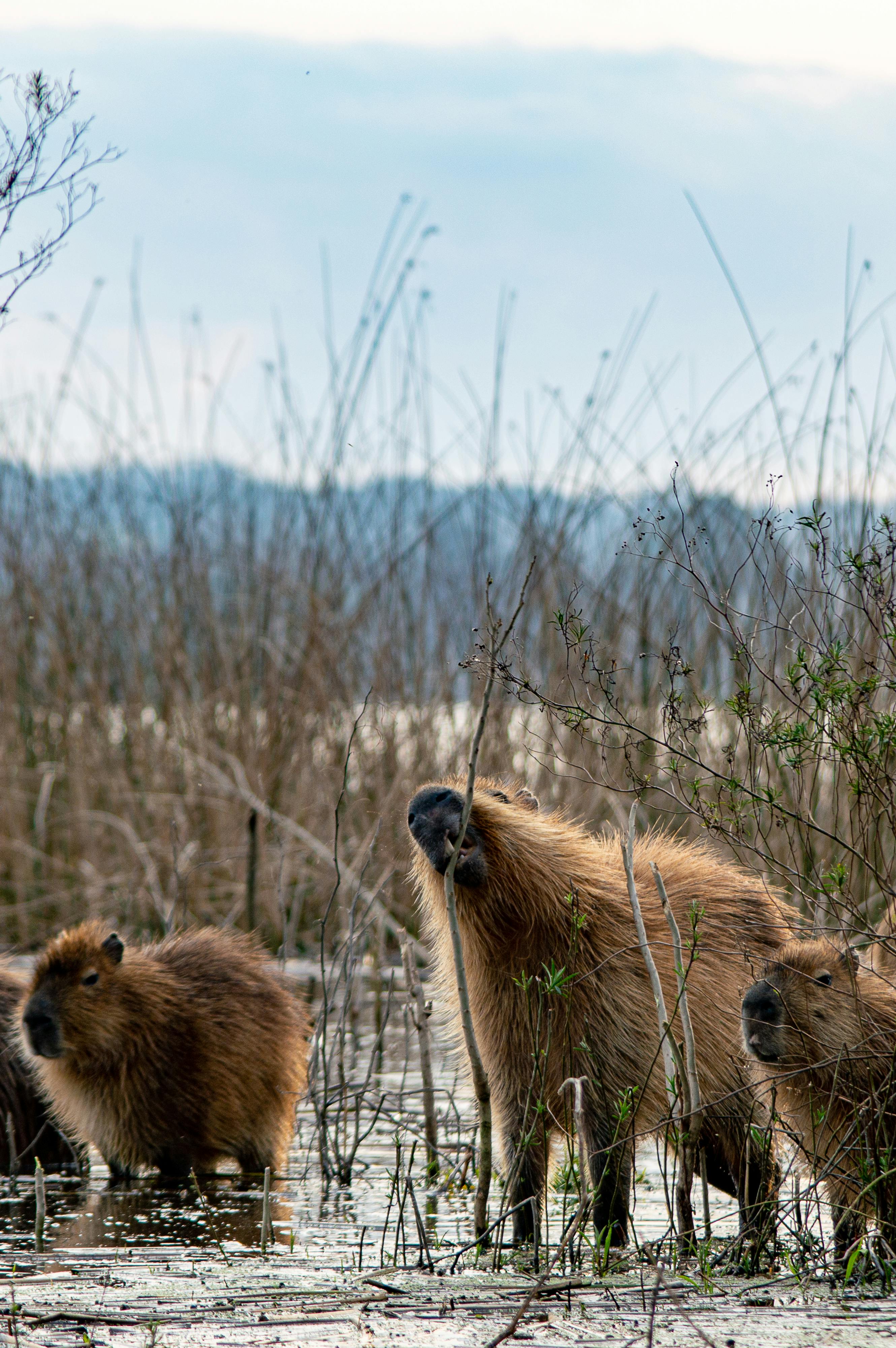 Capybara Slay Photos, Download The BEST Free Capybara Slay Stock Photos ...