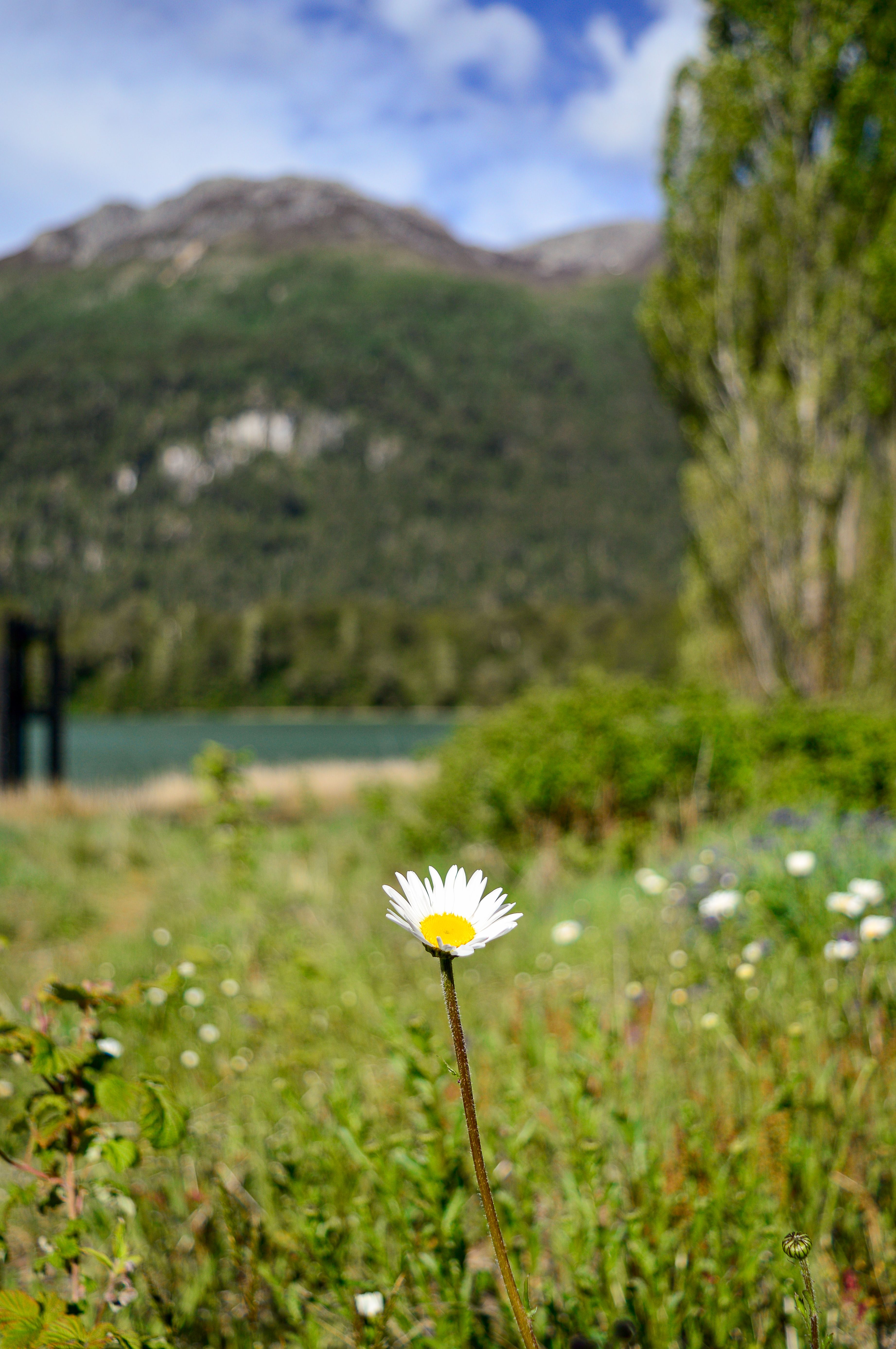Daisy Flower in a Field · Free Stock Photo