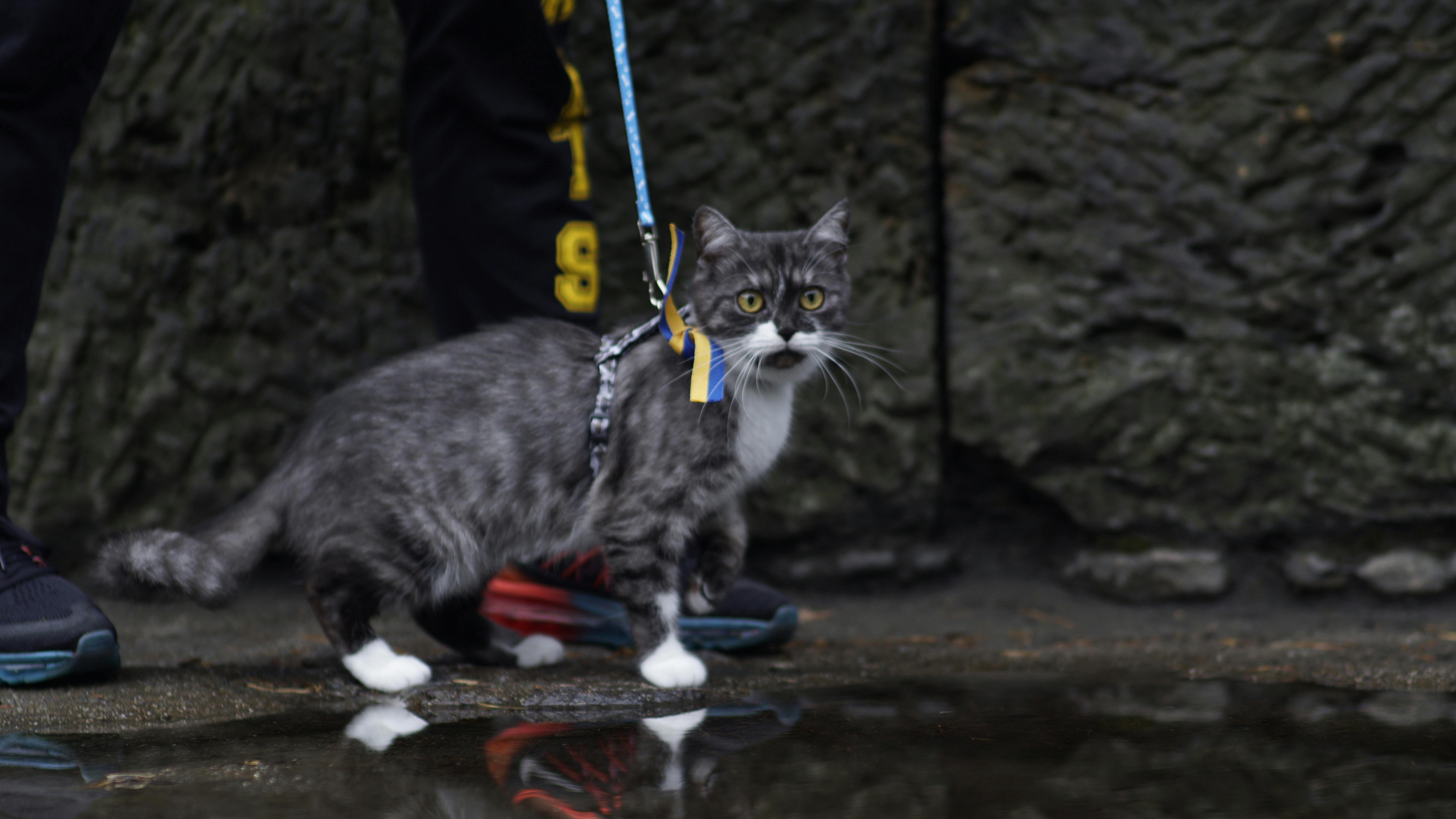 Kitten Walking on a Pavement · Free Stock Photo
